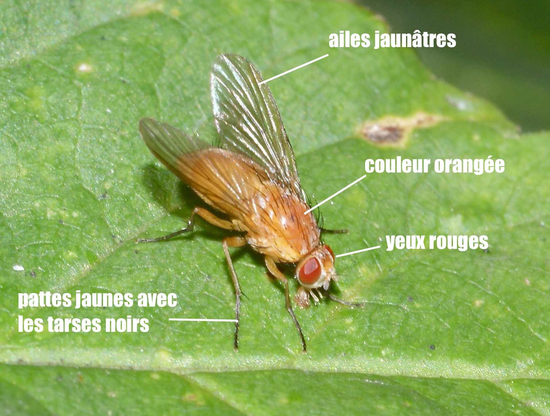 mouche orange Archives - Quel est cet animal