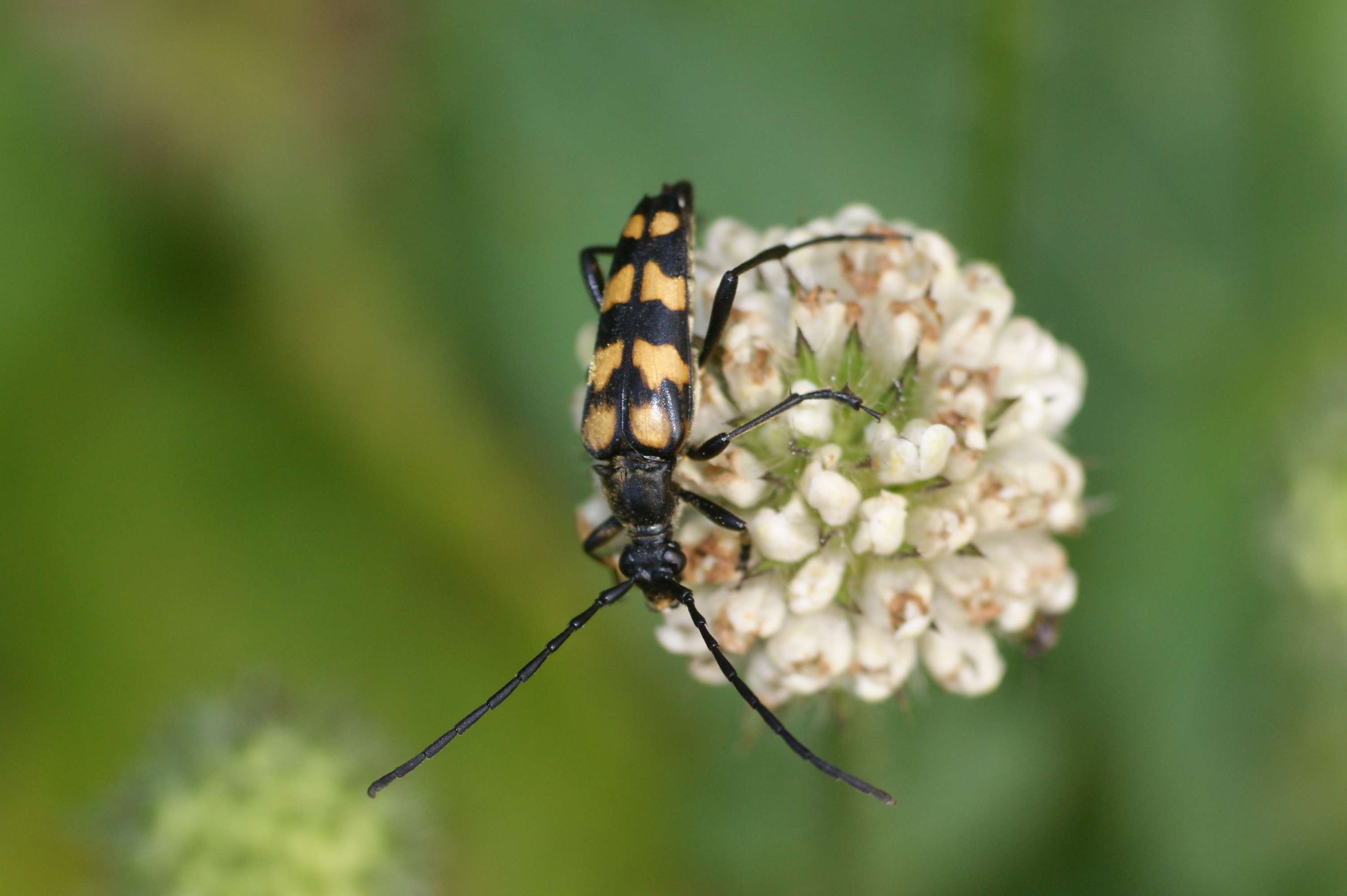 longicorne Archives - Quel est cet animal