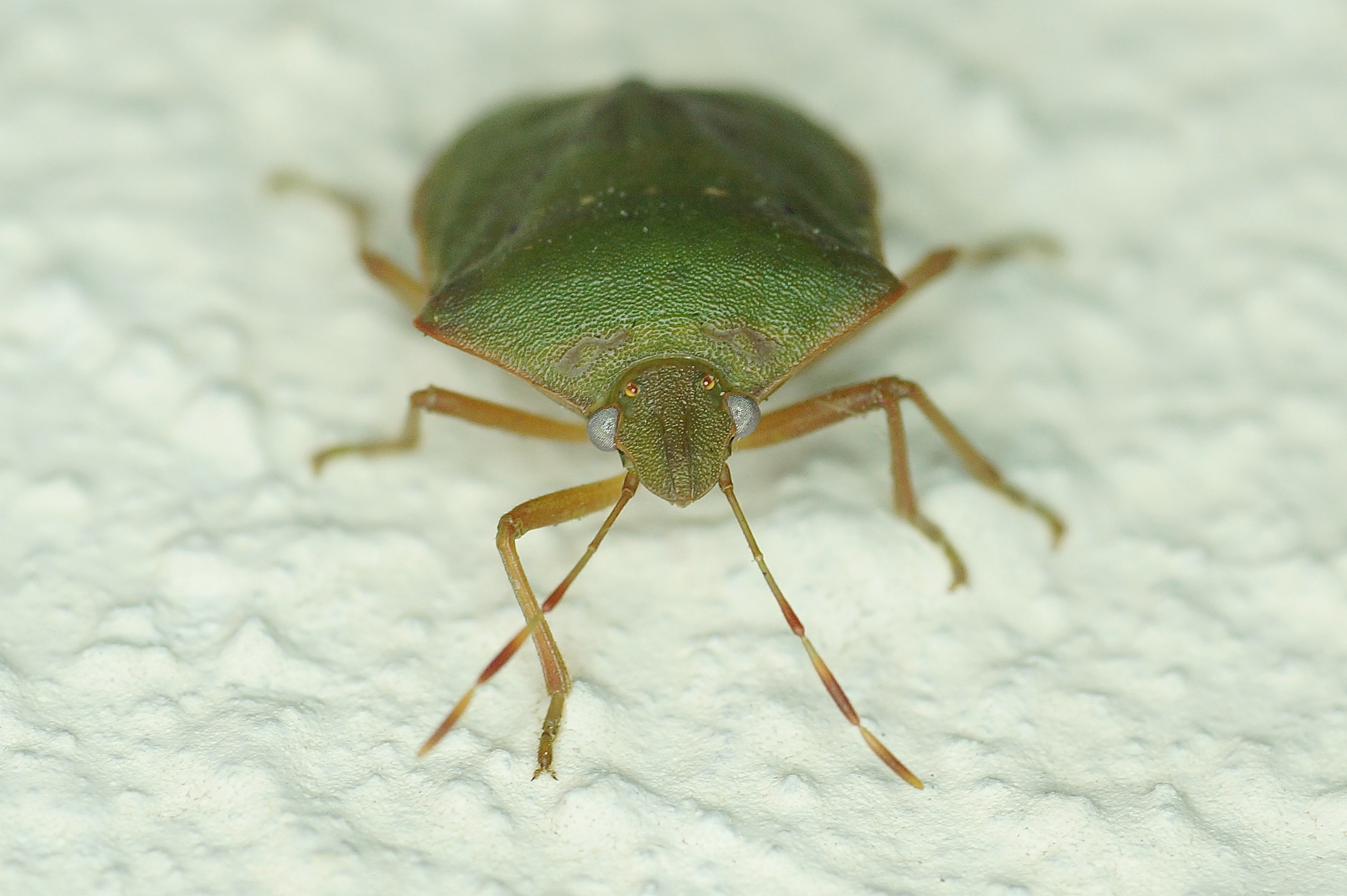 La punaise verte ponctuée - Quel est cet animal