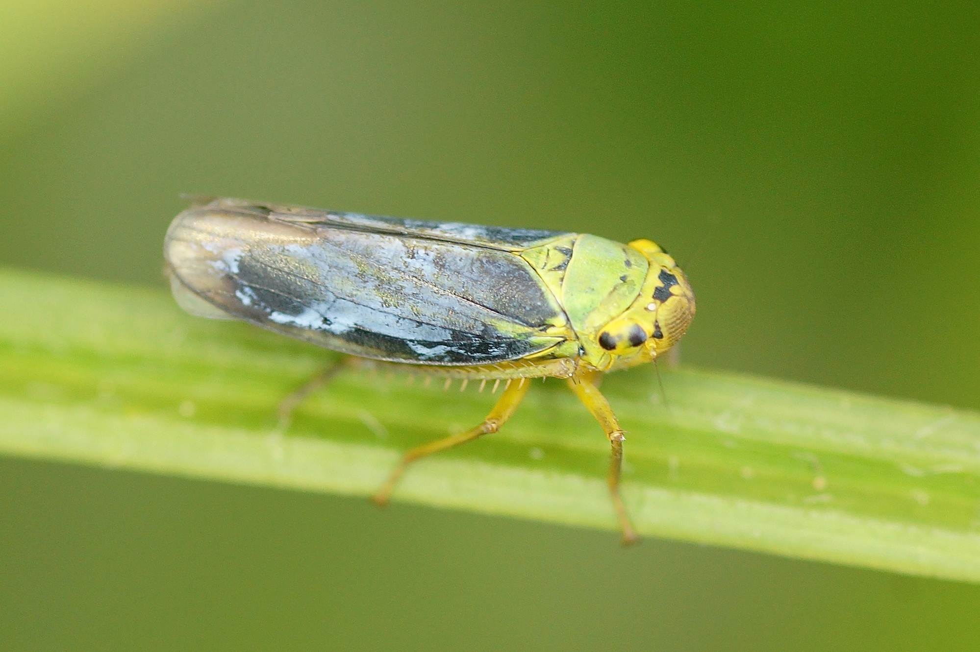 La cicadelle verte - Quel est cet animal