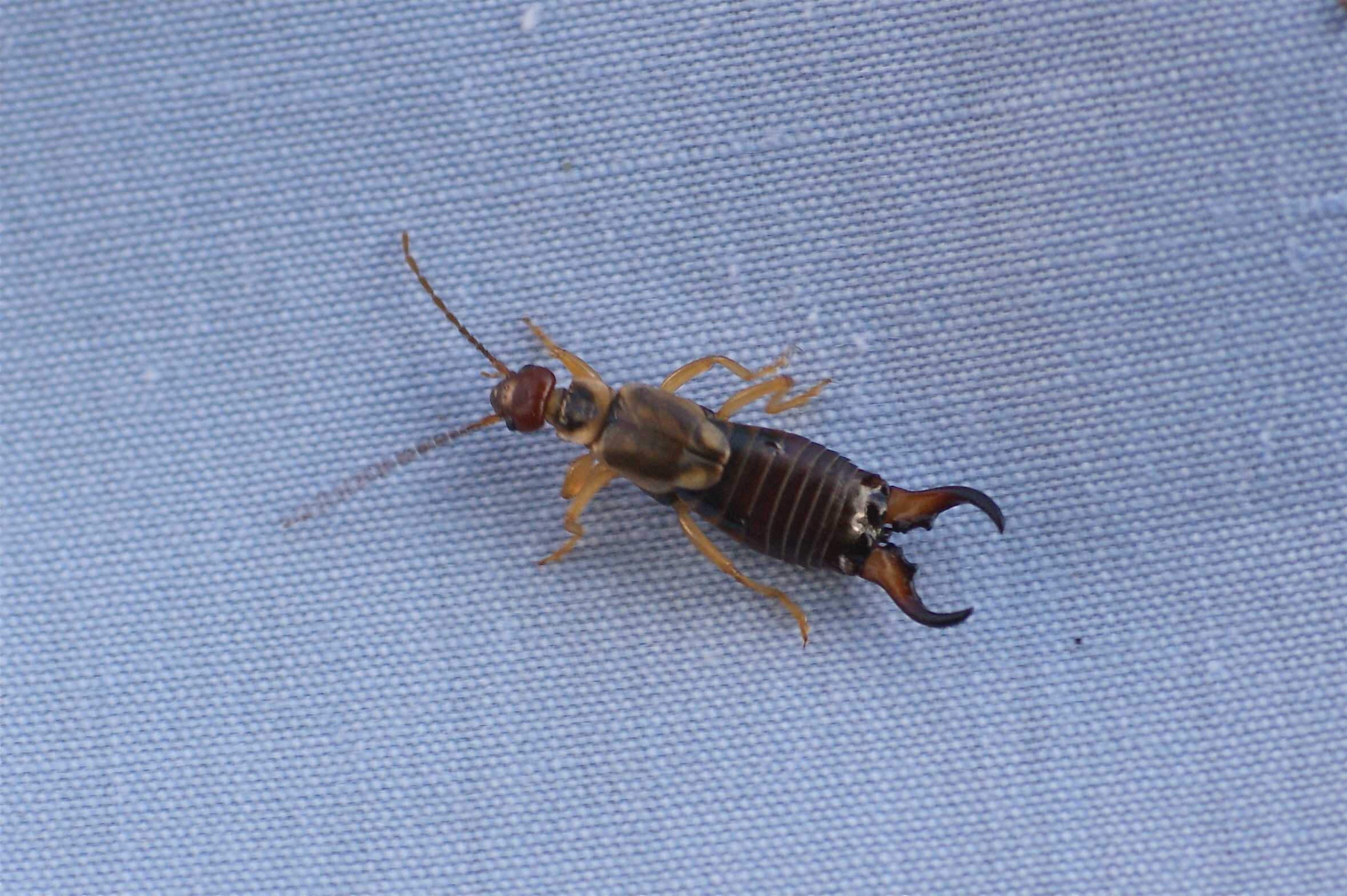 Le perce oreille - Quel est cet animal