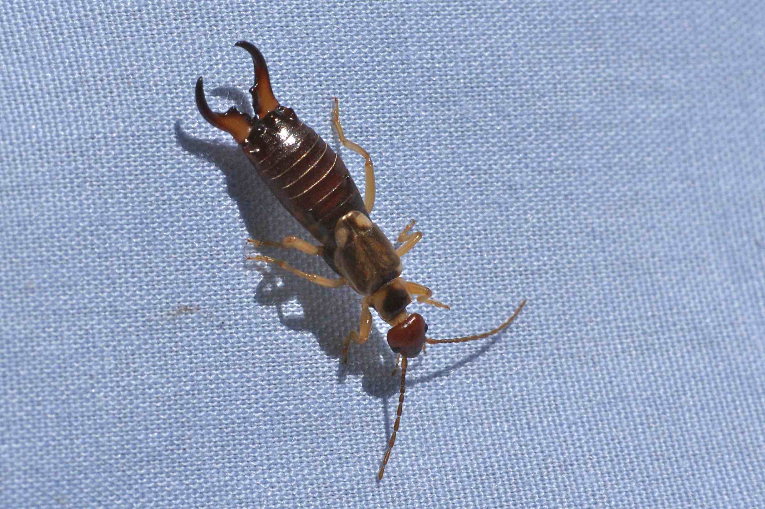 Le perce oreille - Quel est cet animal