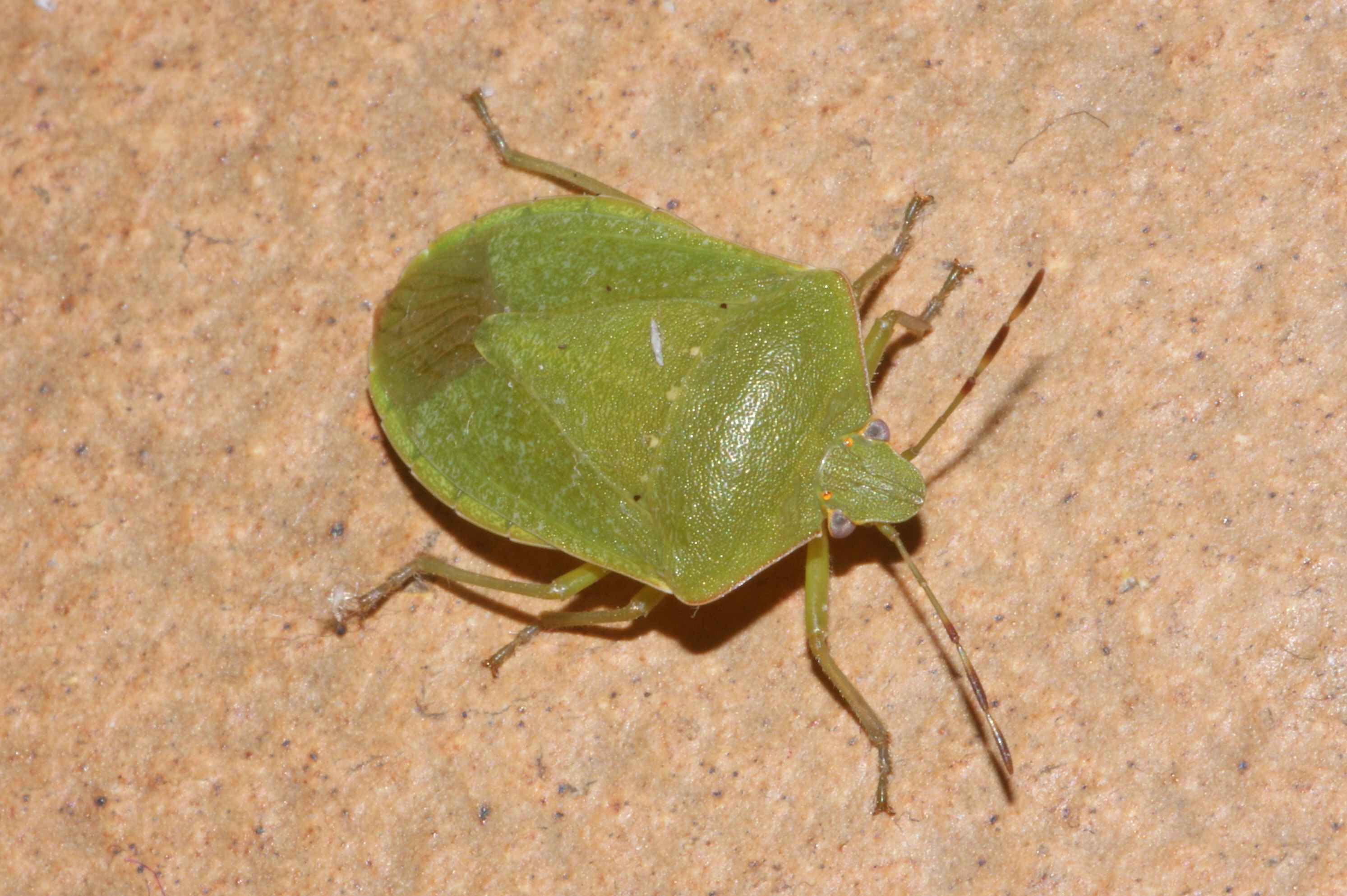 La punaise verte ponctuée - Quel est cet animal