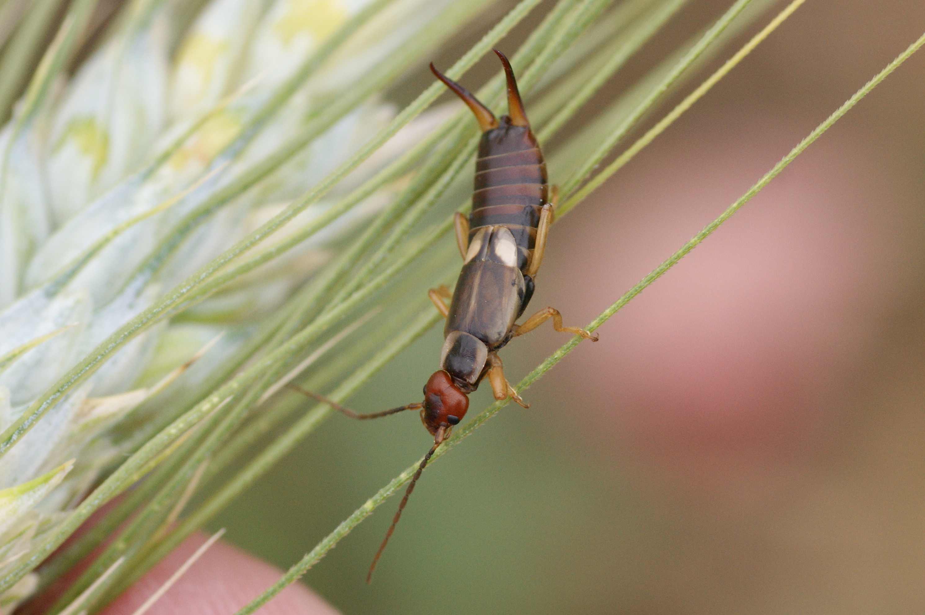 Le perce oreille - Quel est cet animal