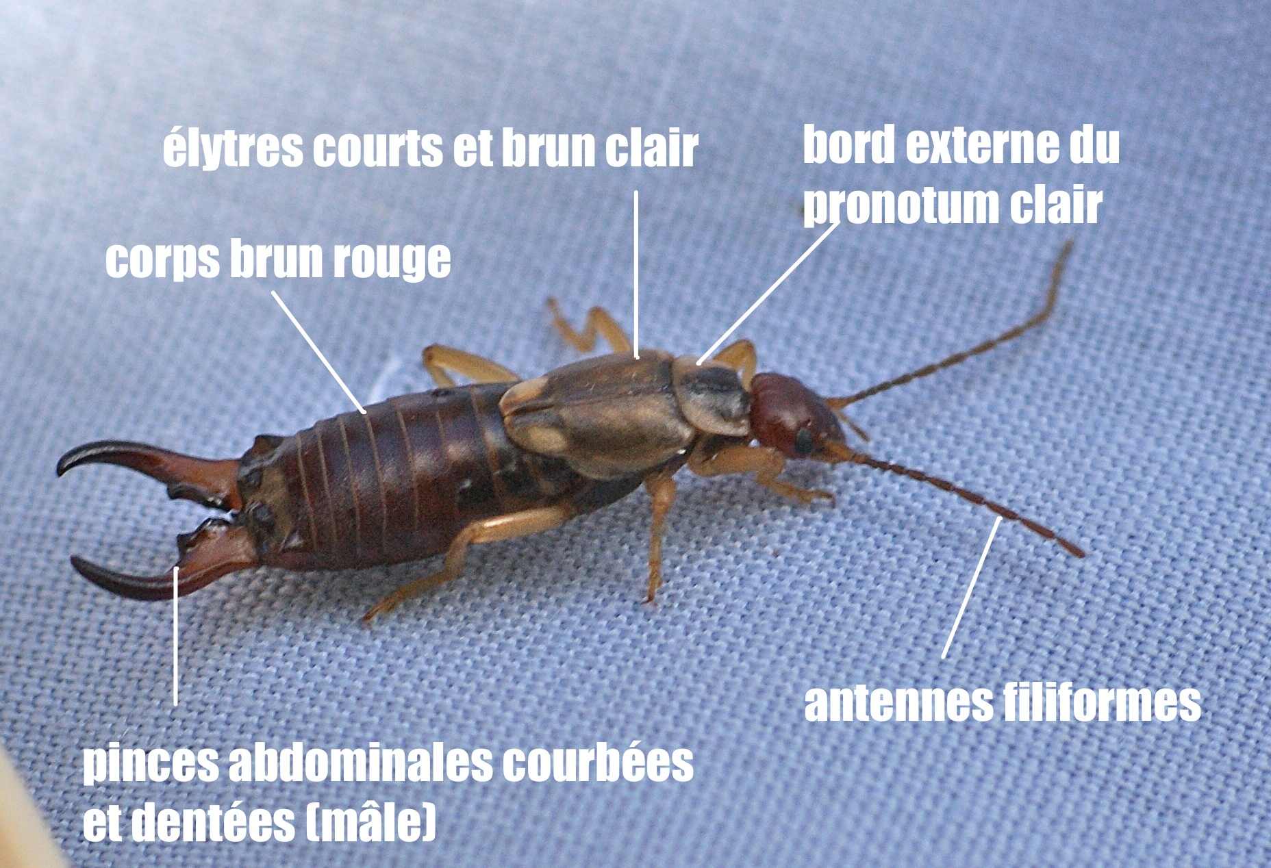 Le perce oreille - Quel est cet animal