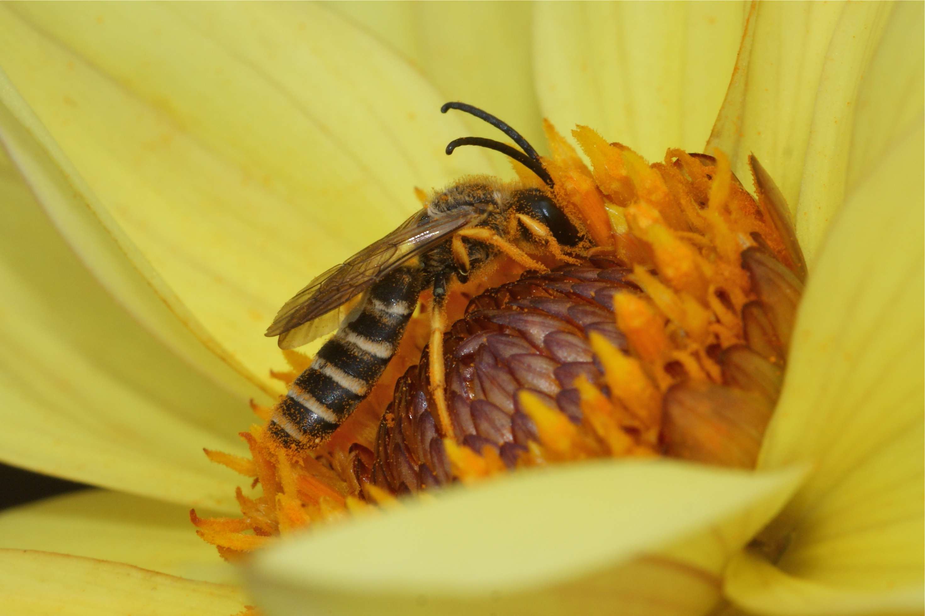 L' halicte de la scabieuse - Quel est cet animal
