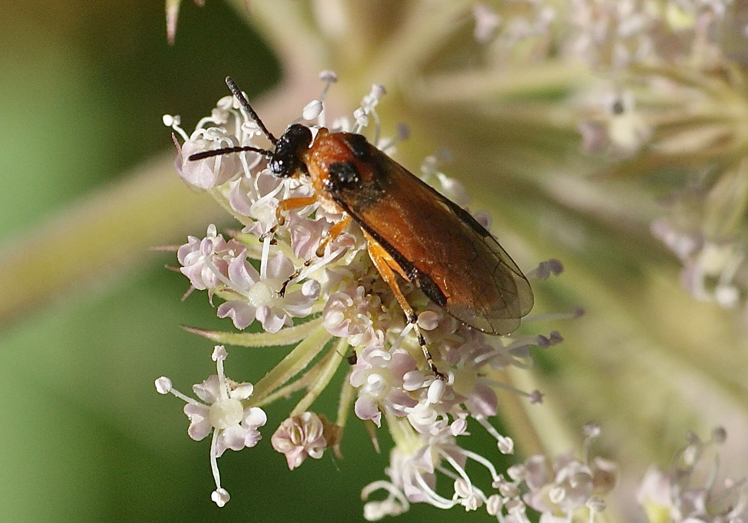 La tenthrède de la rave - Quel est cet animal