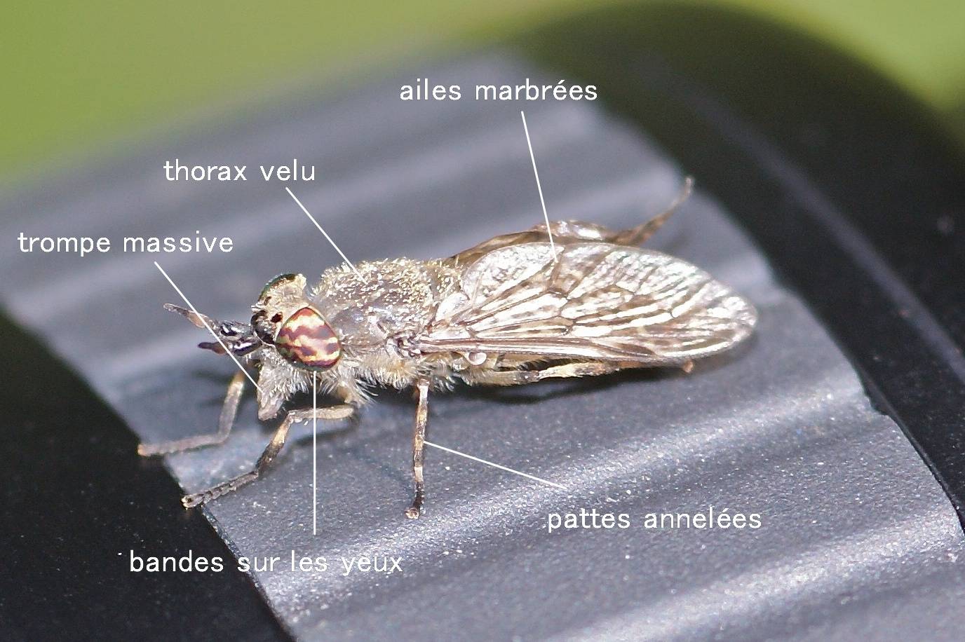 Le taon des pluies - Quel est cet animal