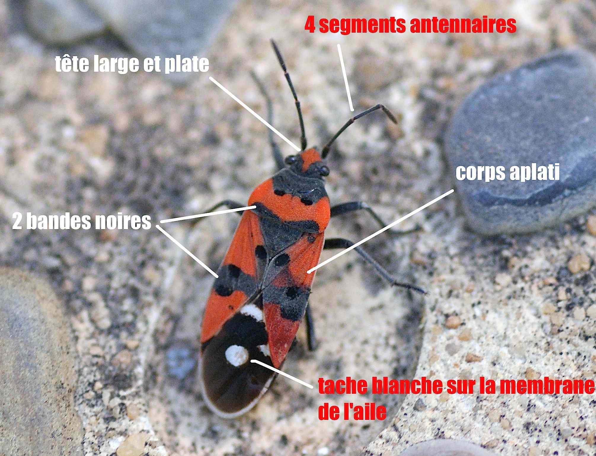 La punaise écuyère - Quel est cet animal