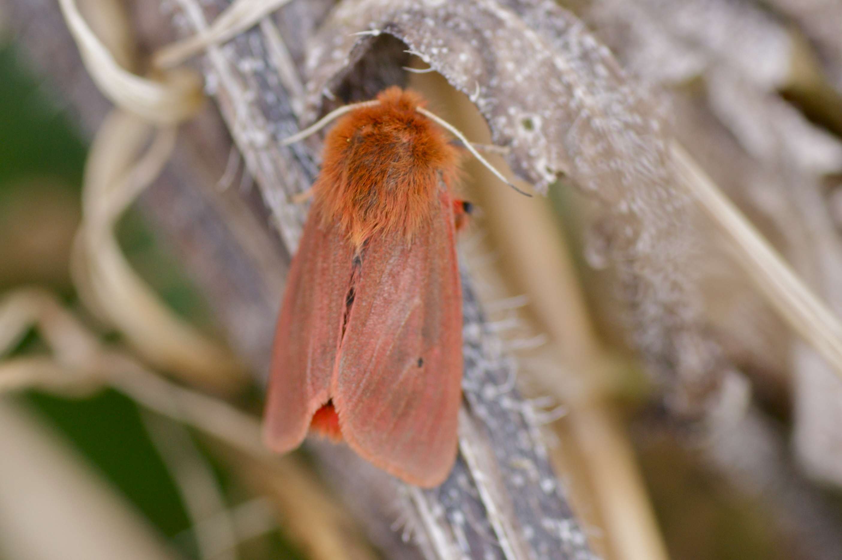 papillon roux Archives - Quel est cet animal