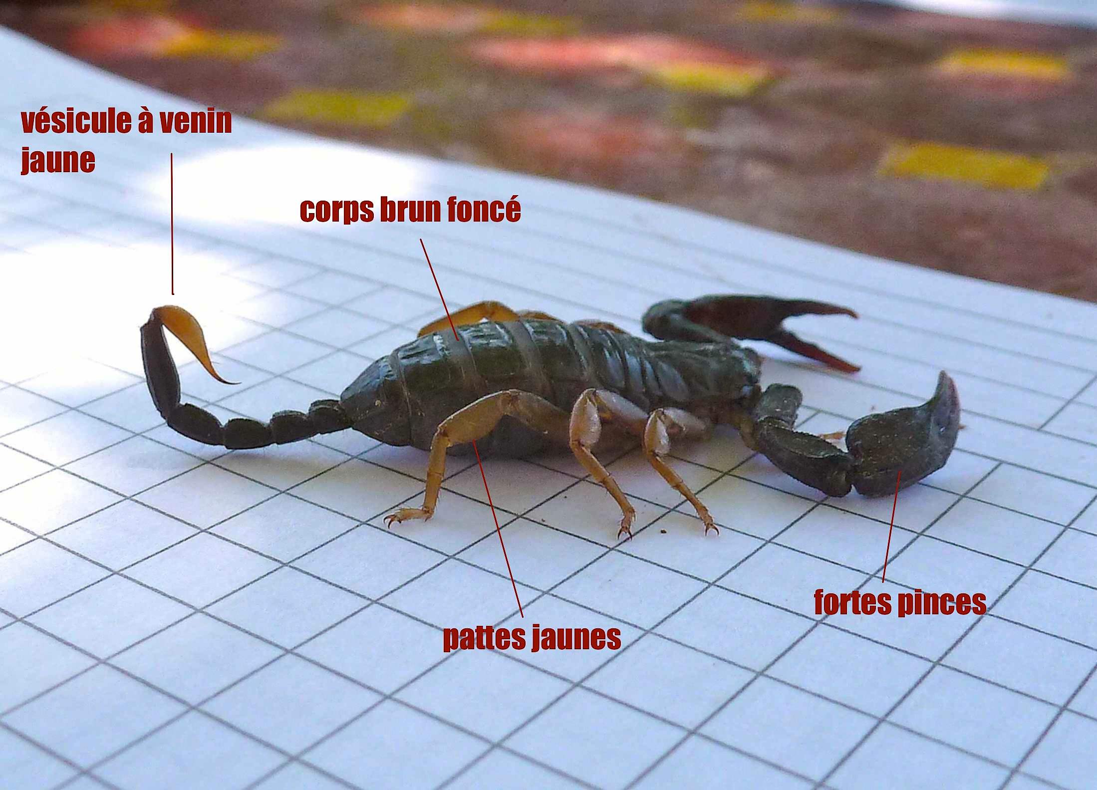 Le scorpion noir à queue jaune - Quel est cet animal