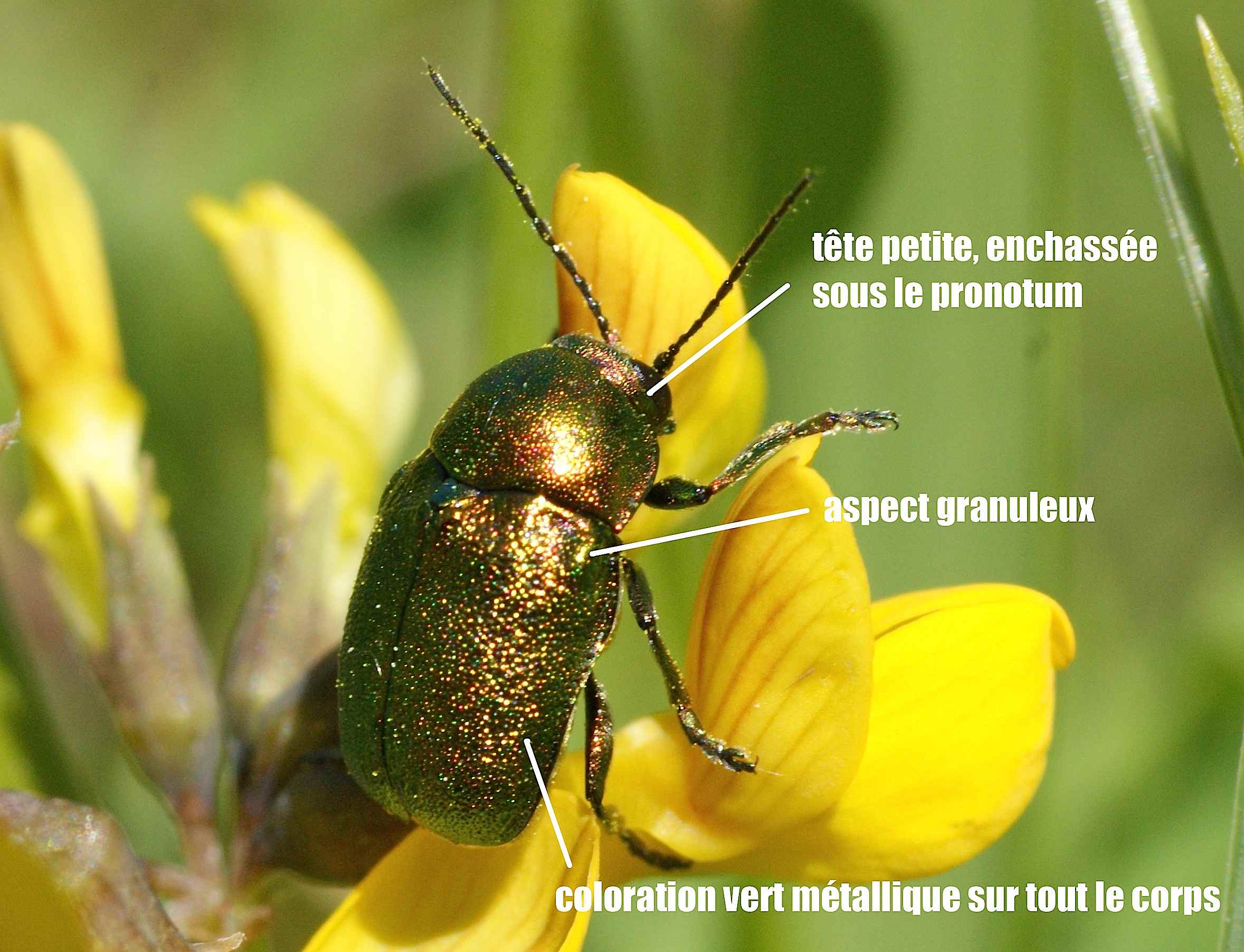 coléoptère vert métallique Archives - Quel est cet animal