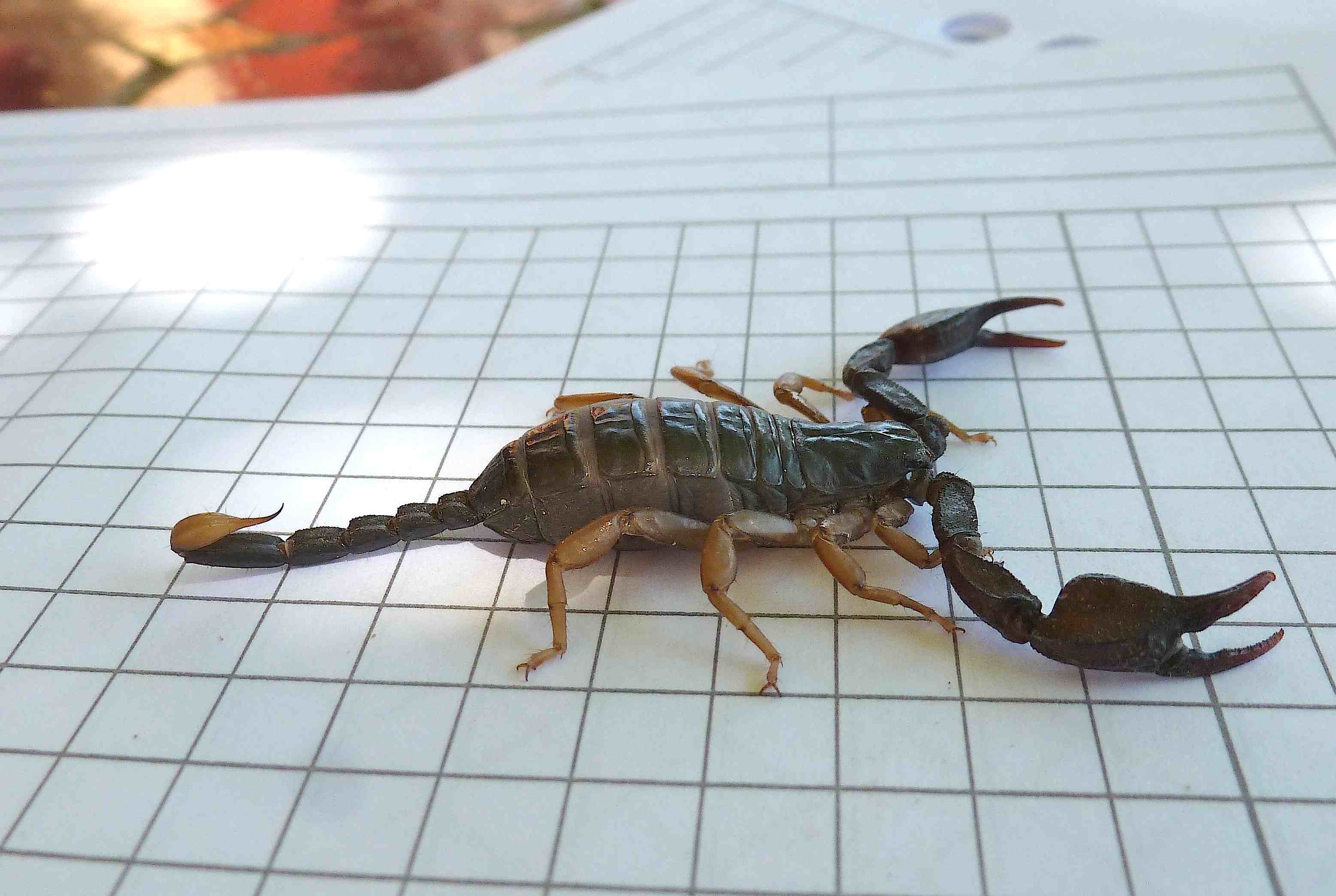 Le scorpion noir à queue jaune - Quel est cet animal