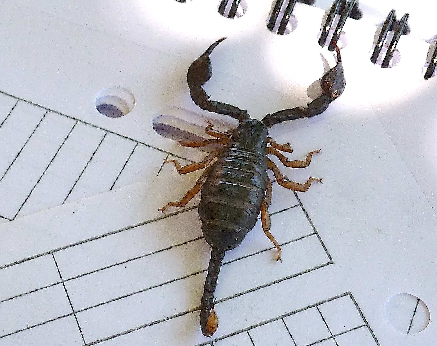 Le scorpion noir à queue jaune - Quel est cet animal