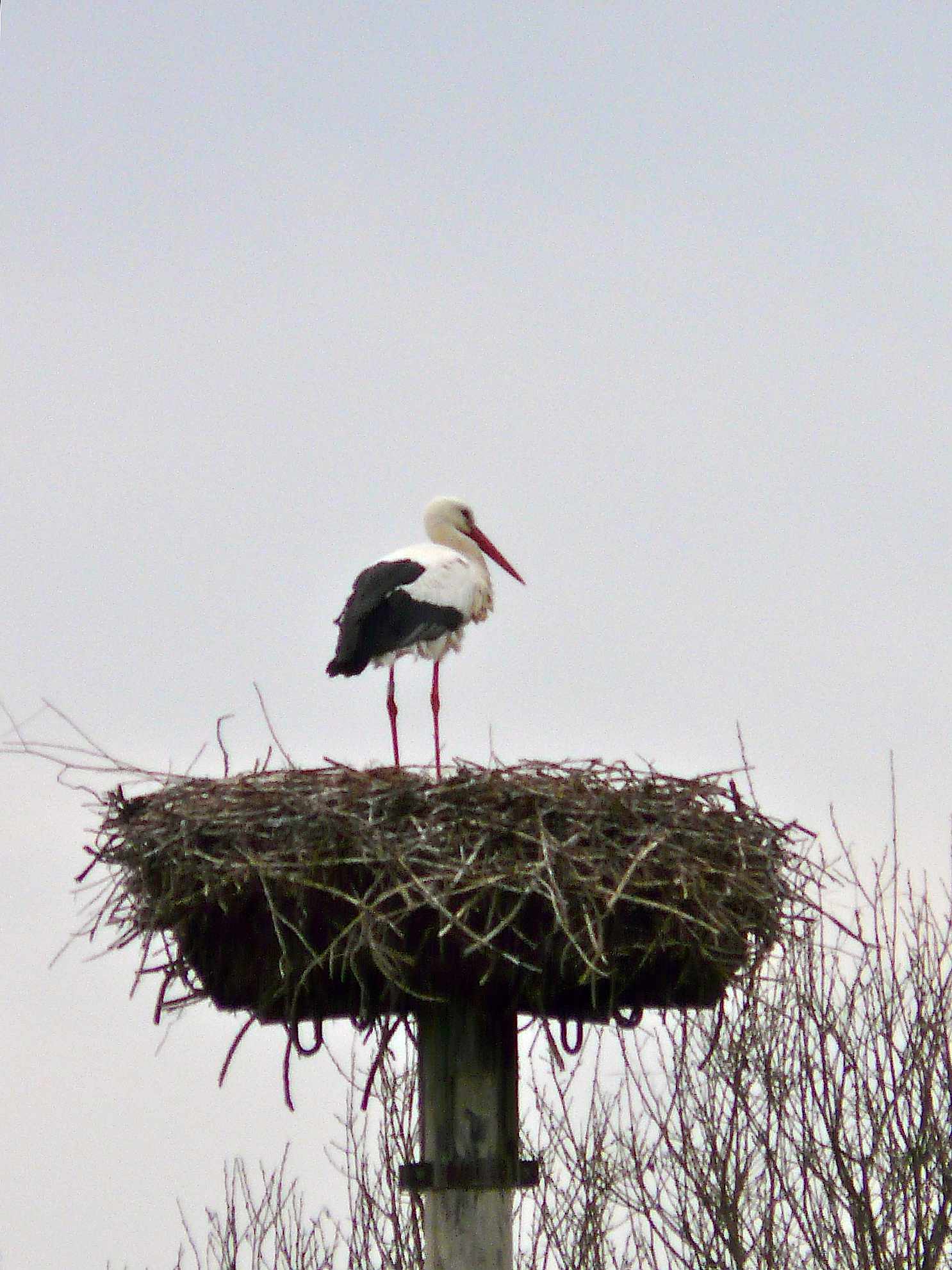 La cigogne blanche - Quel est cet animal