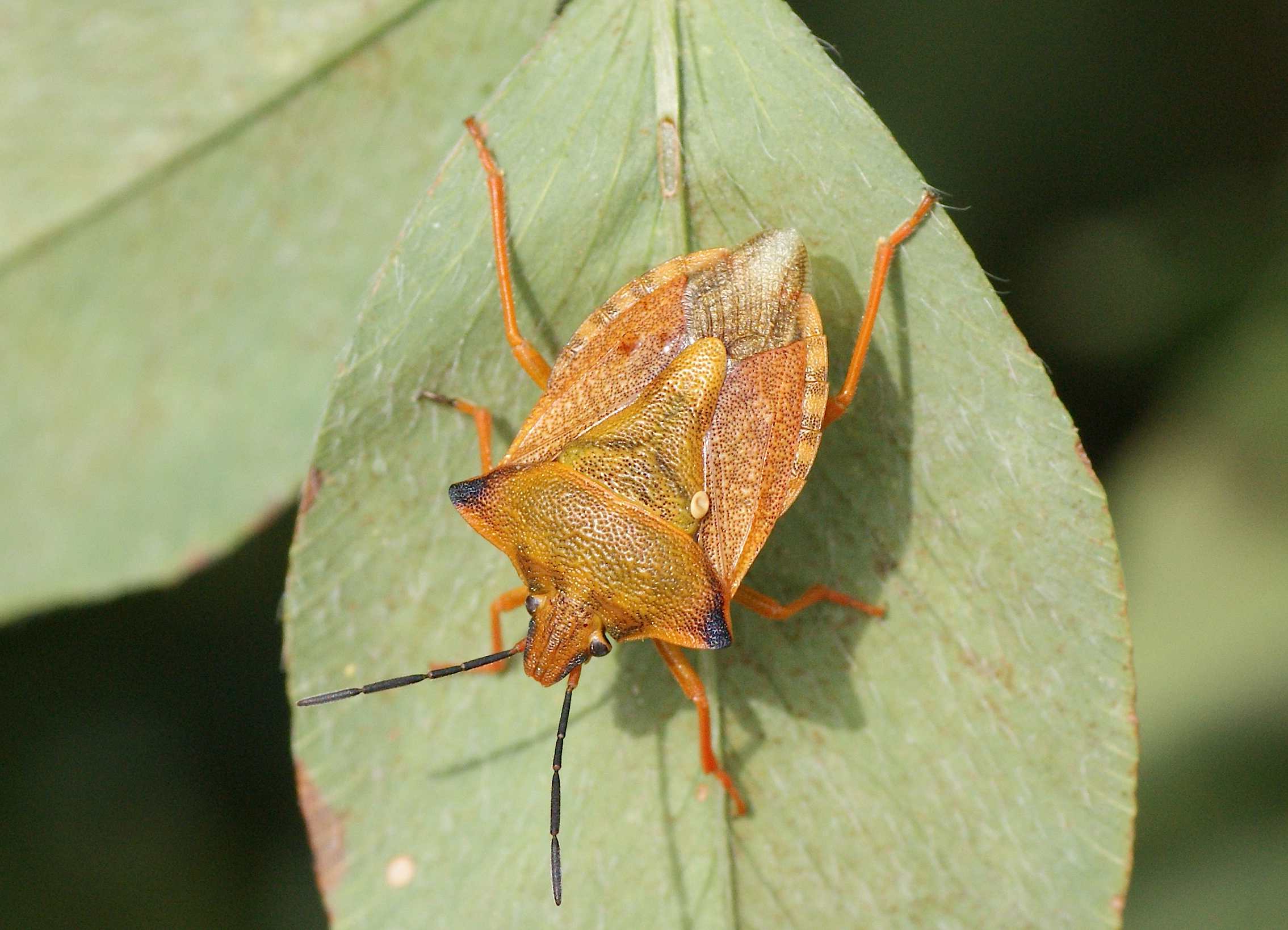 La punaise à pattes rouges - Quel est cet animal