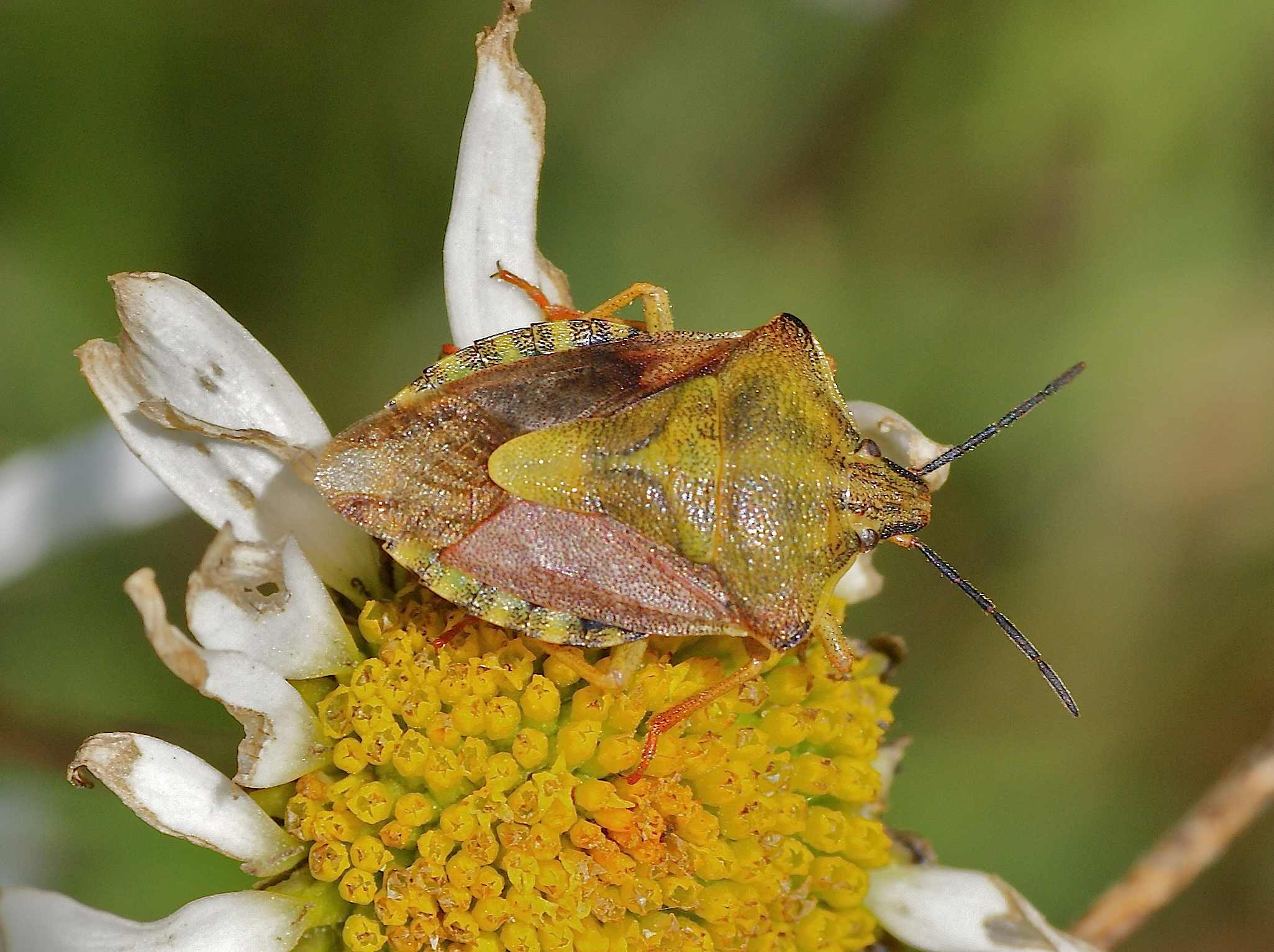 La punaise à pattes rouges - Quel est cet animal