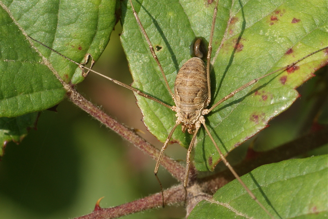 Le faucheux cornu - Quel est cet animal