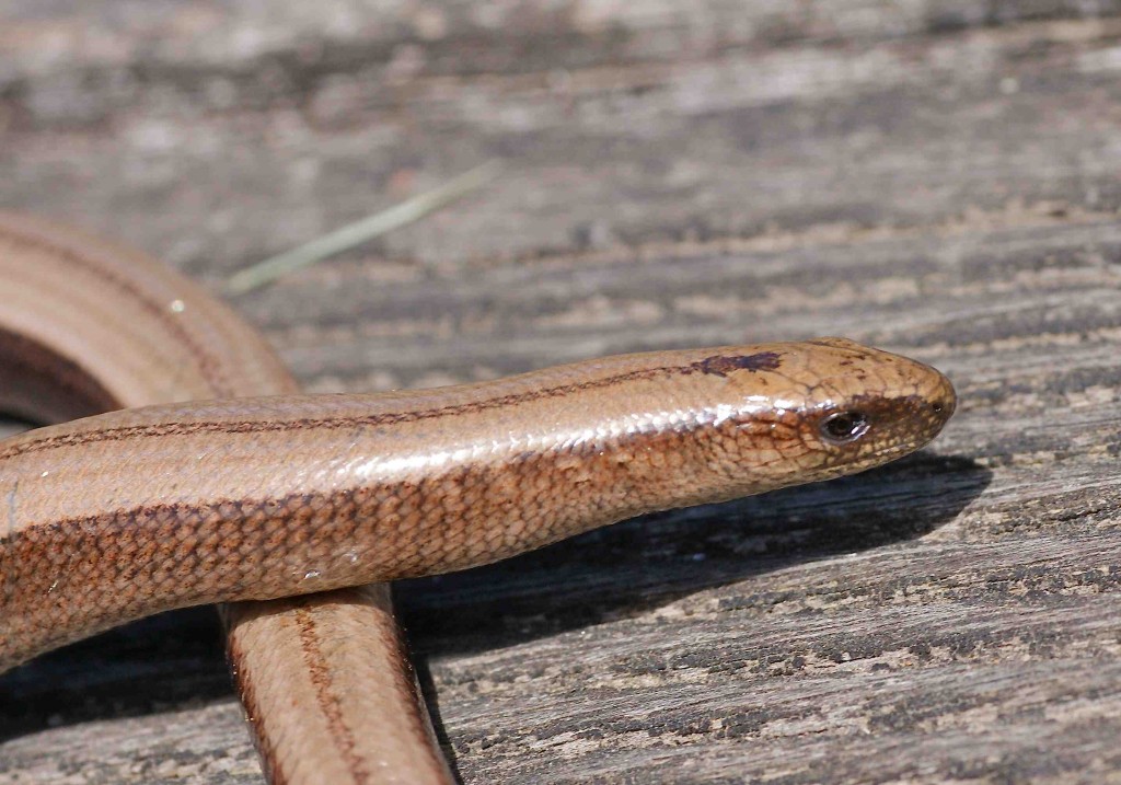 L'orvet fragile - Quel est cet animal