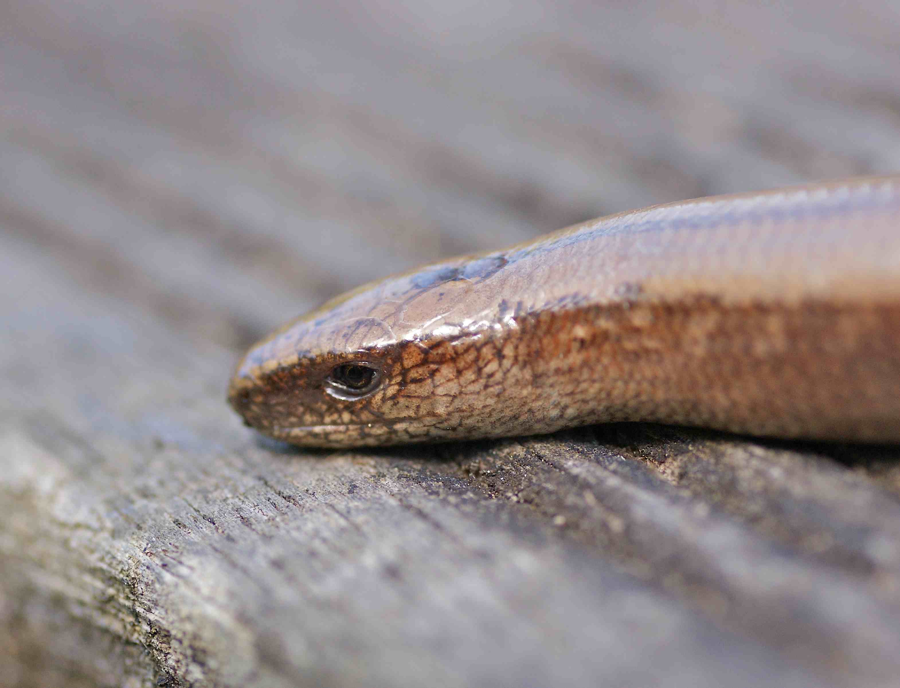 L'orvet fragile - Quel est cet animal