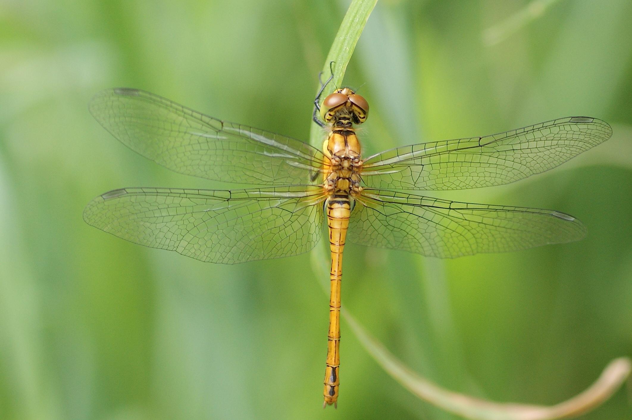 libellule rouge Archives - Quel est cet animal