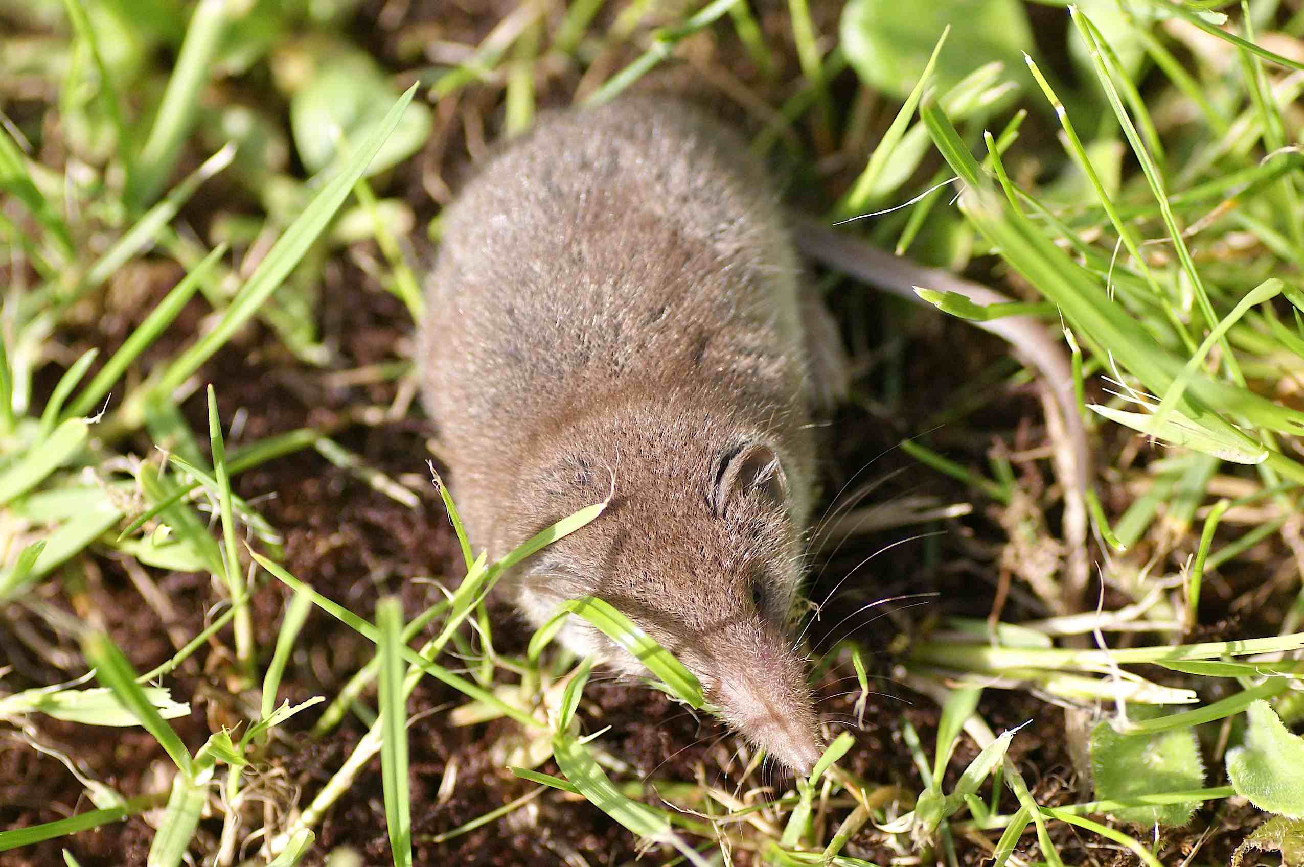 La musaraigne musette - Quel est cet animal