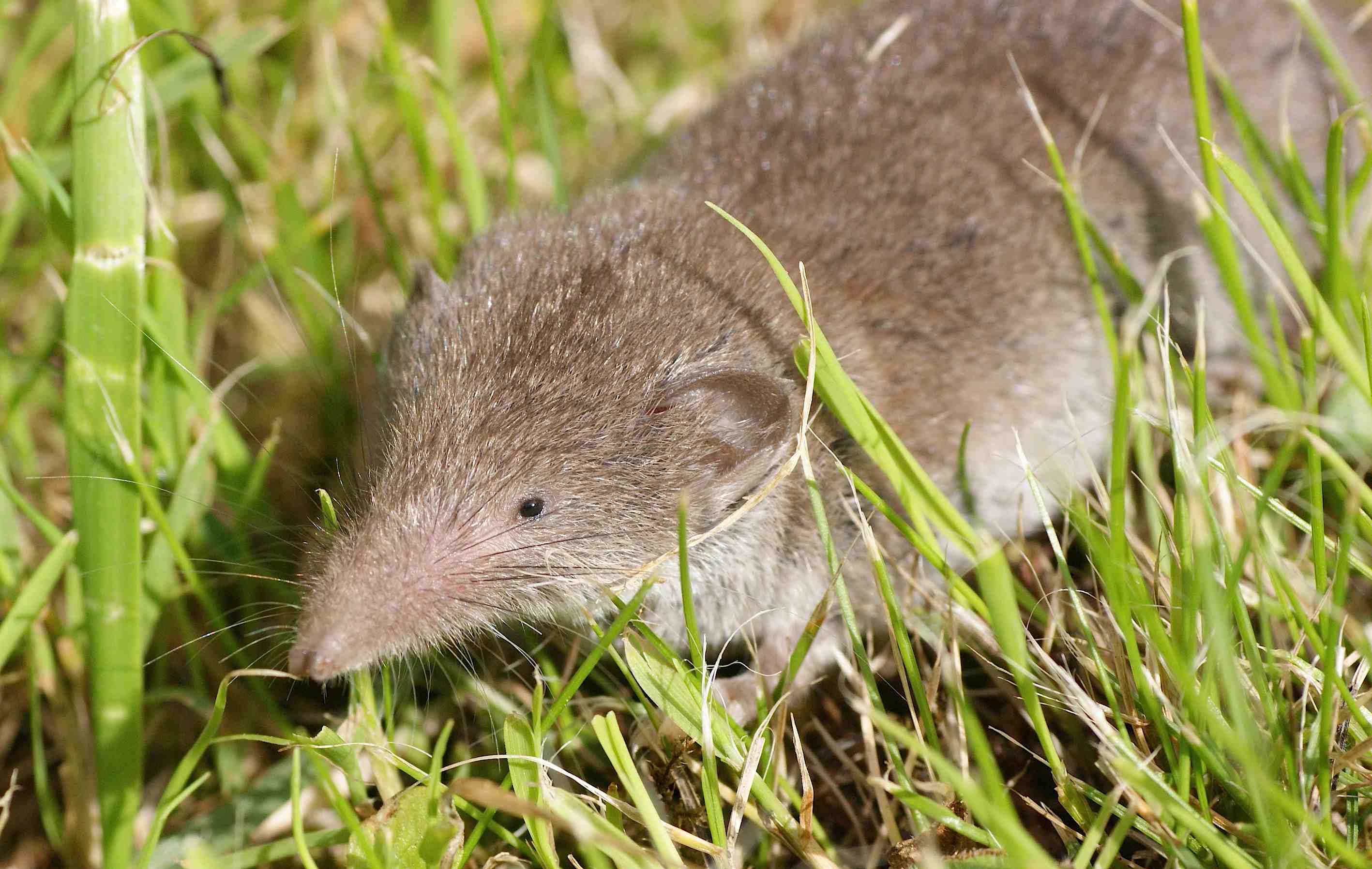 La musaraigne musette - Quel est cet animal