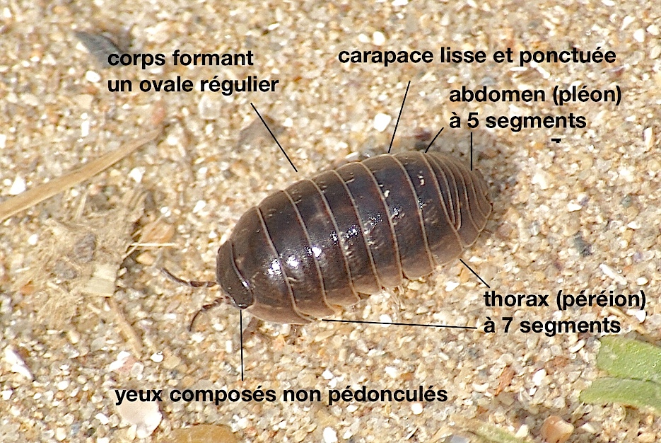 Le cloporte commun - Quel est cet animal