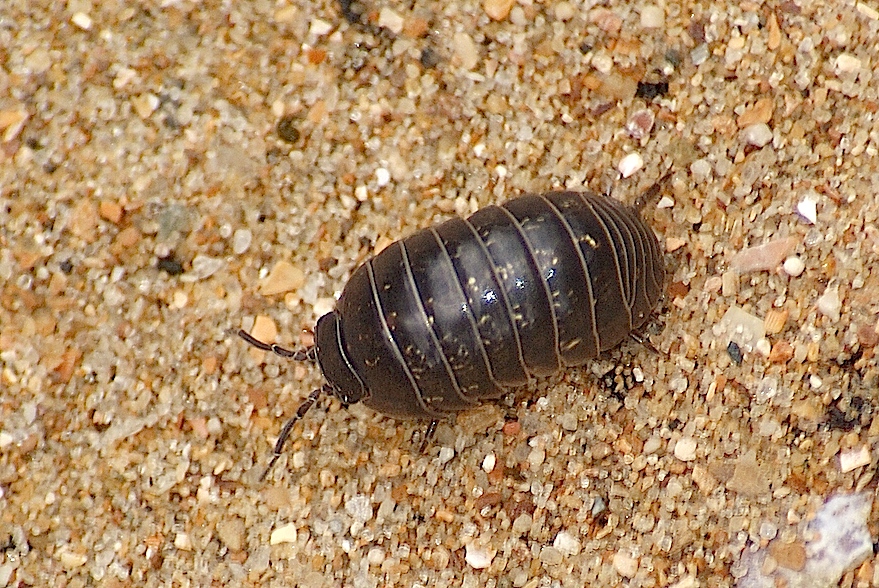 cloporte Archives - Quel est cet animal