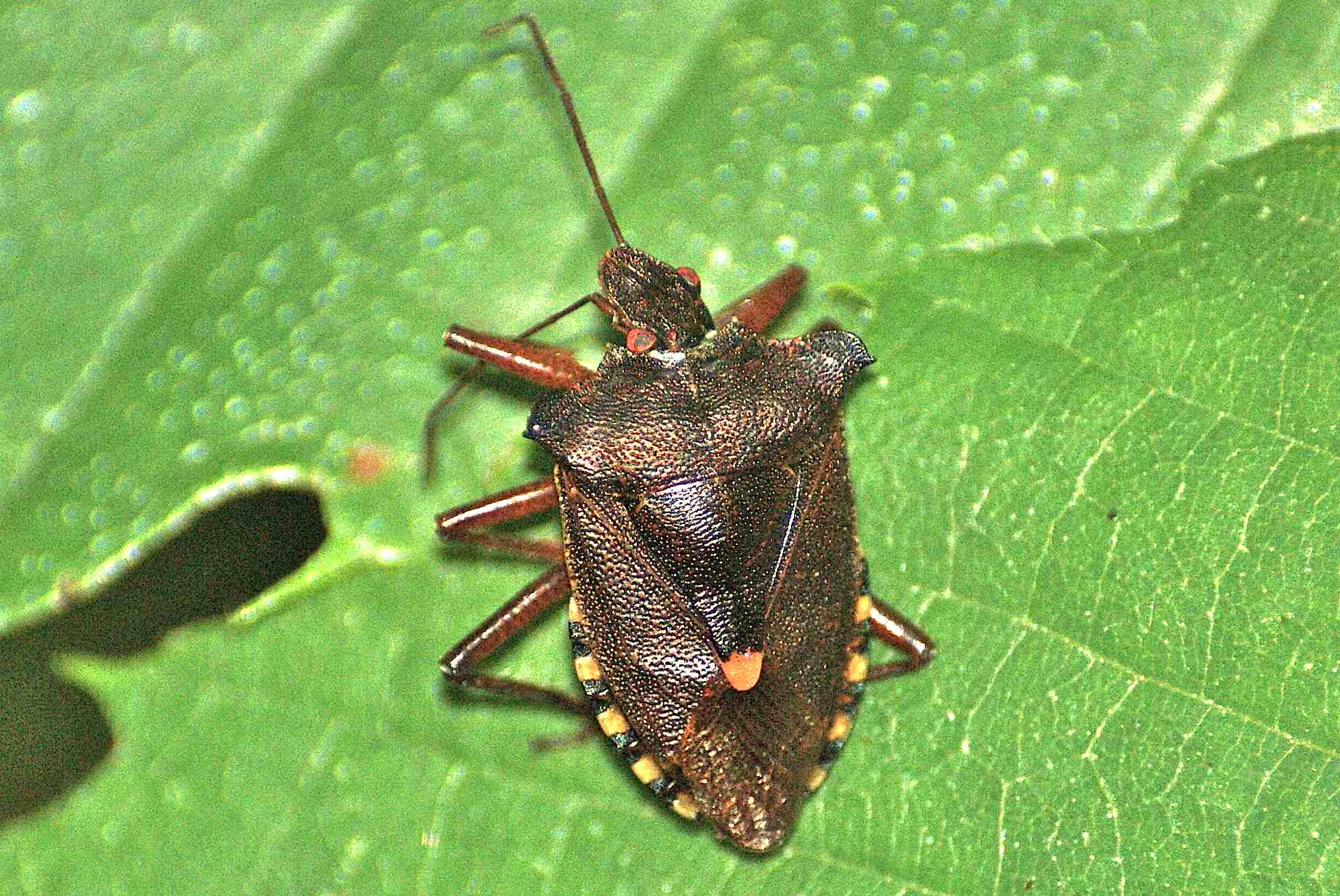 punaise brune Archives - Quel est cet animal
