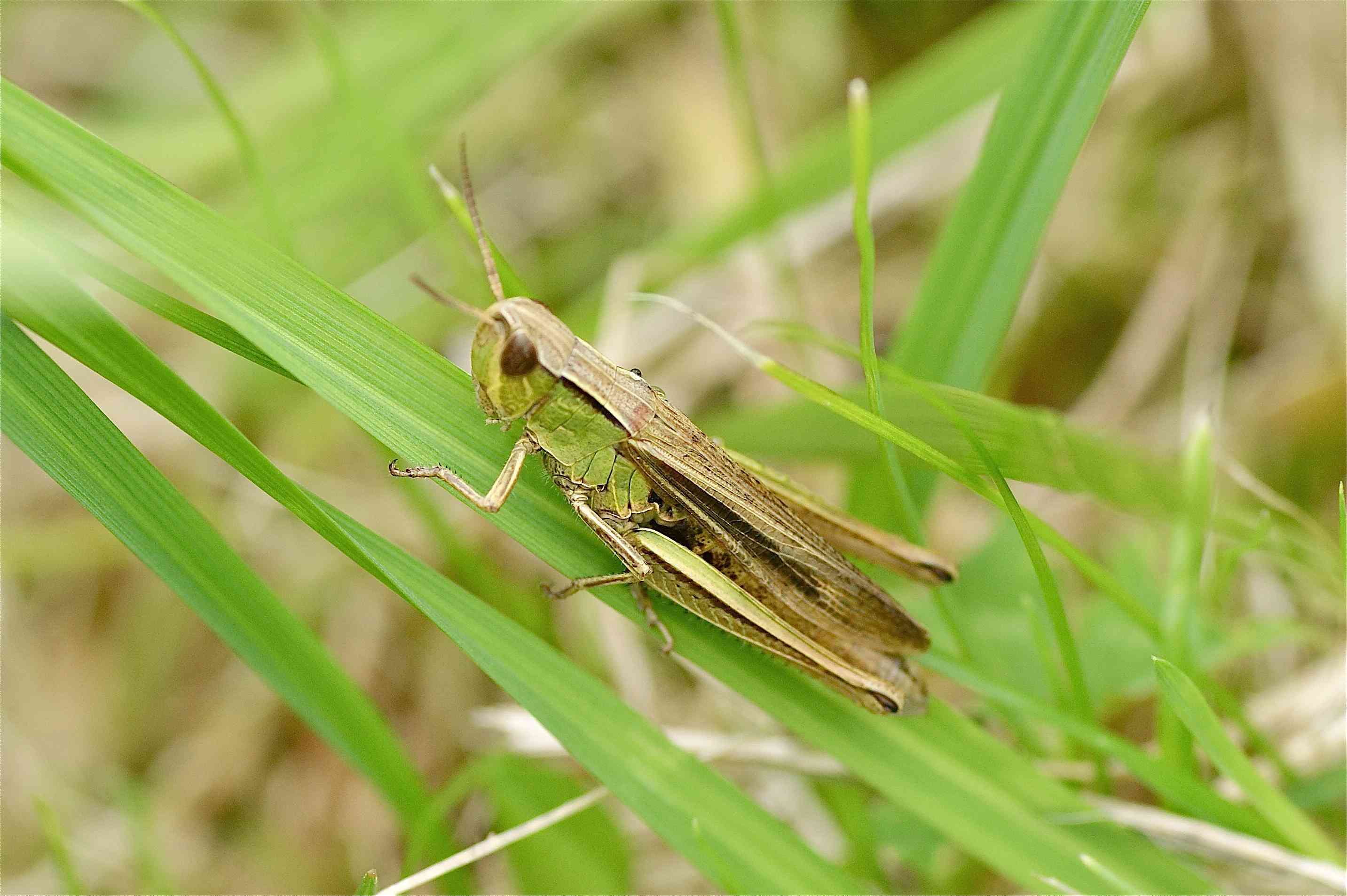 Le criquet marginé - Quel est cet animal