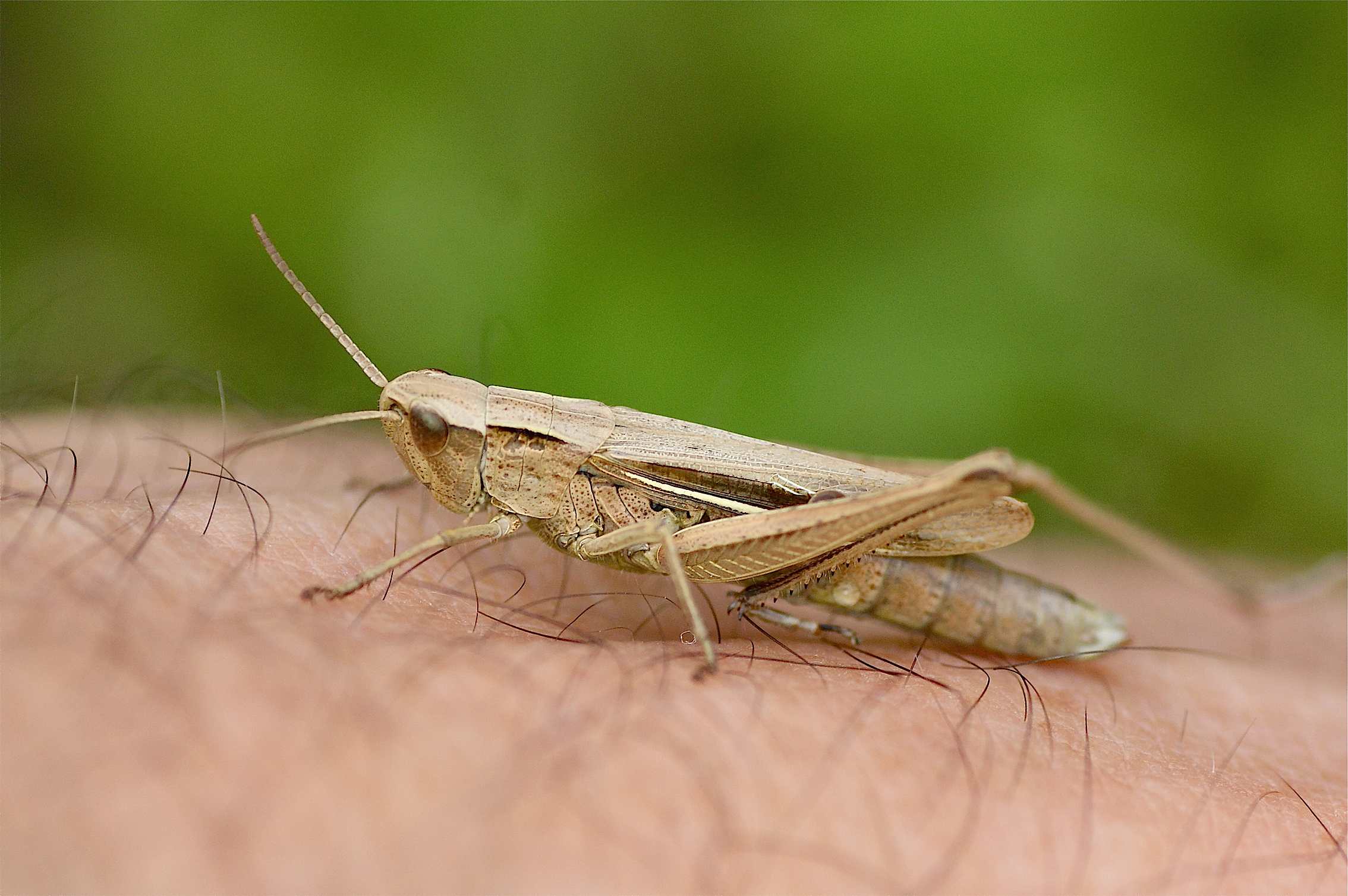 Le criquet marginé - Quel est cet animal