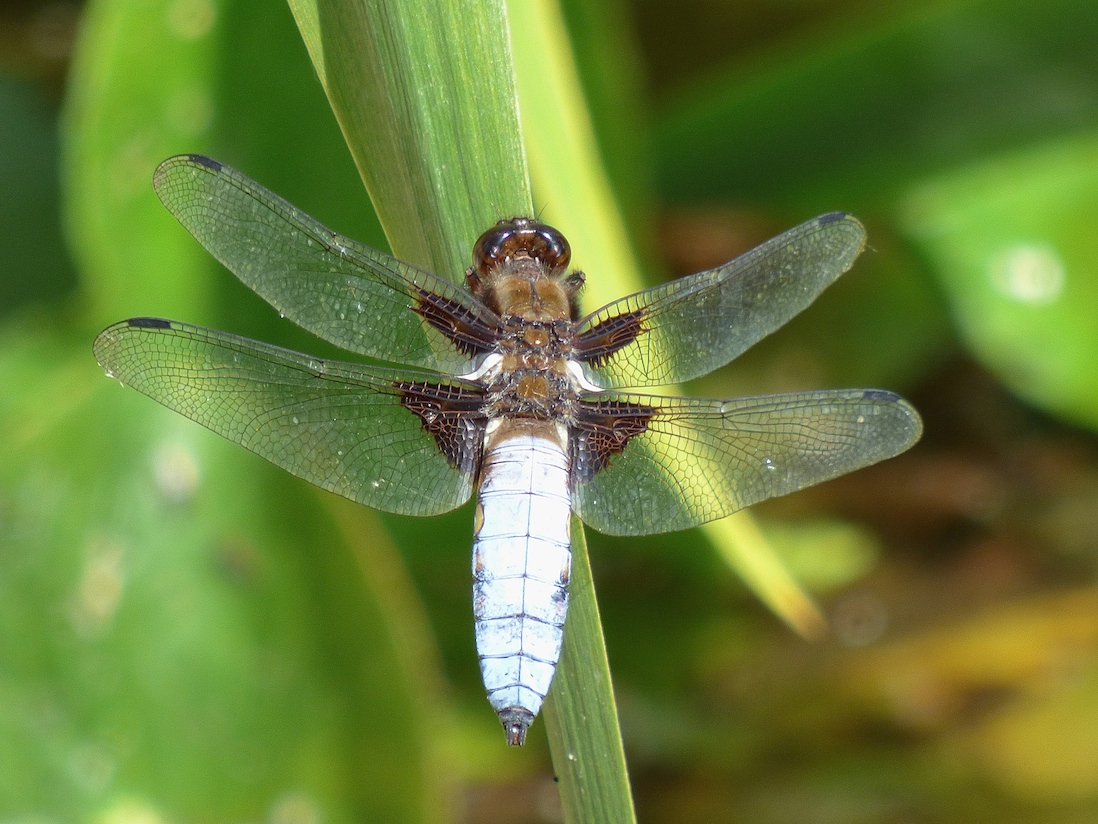 La libellule déprimée - Quel est cet animal