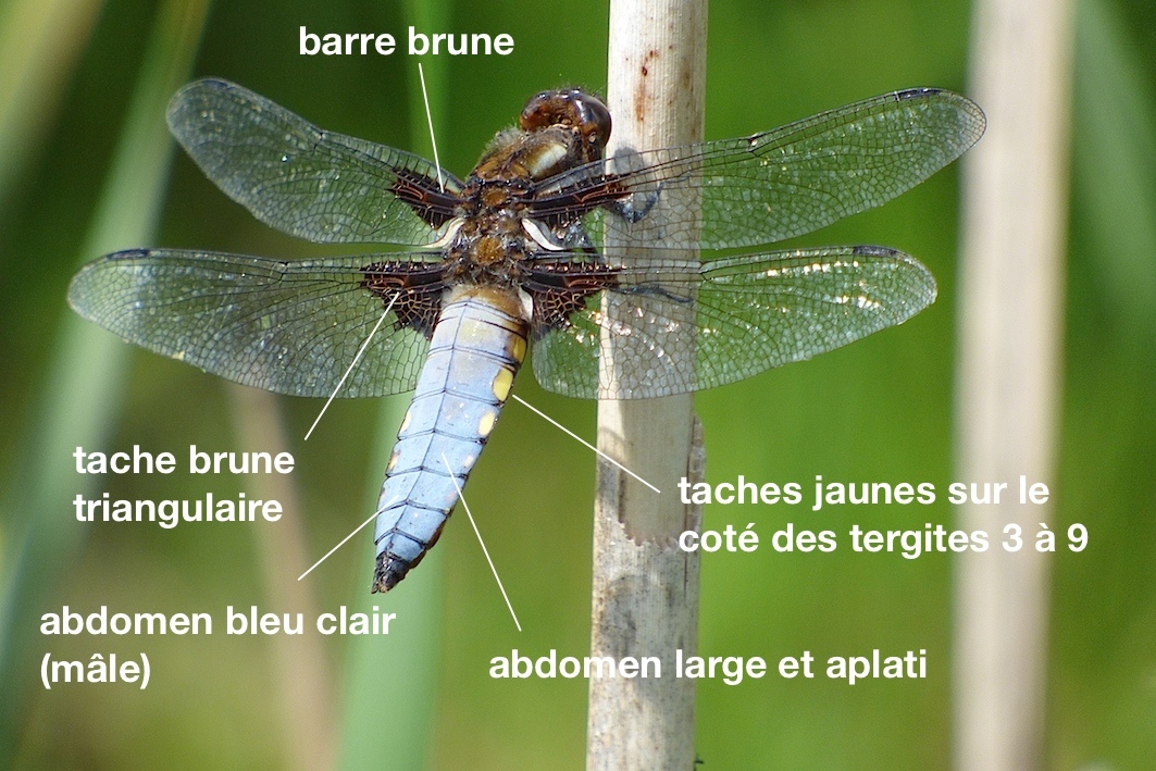 La libellule déprimée - Quel est cet animal