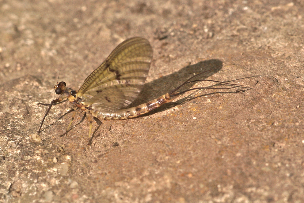 La grande mouche de mai - Quel est cet animal