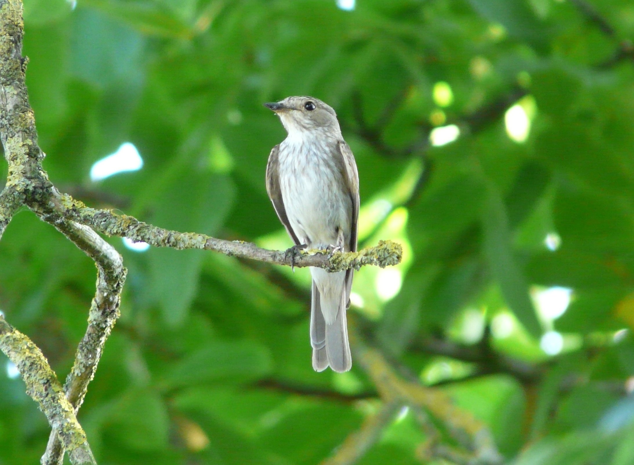 Le gobe-mouche gris - Quel est cet animal