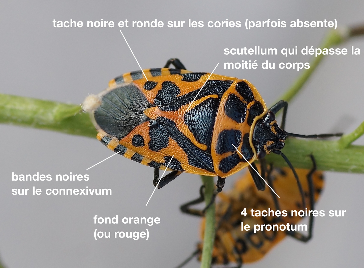 La punaise rouge du chou - Quel est cet animal