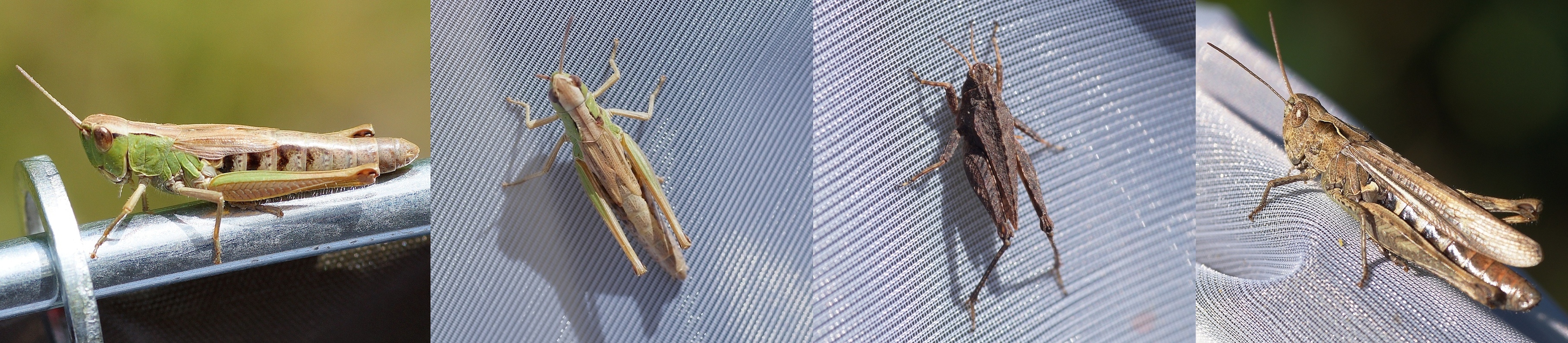 Capturer les insectes avec un filet fauchoir - Quel est cet animal