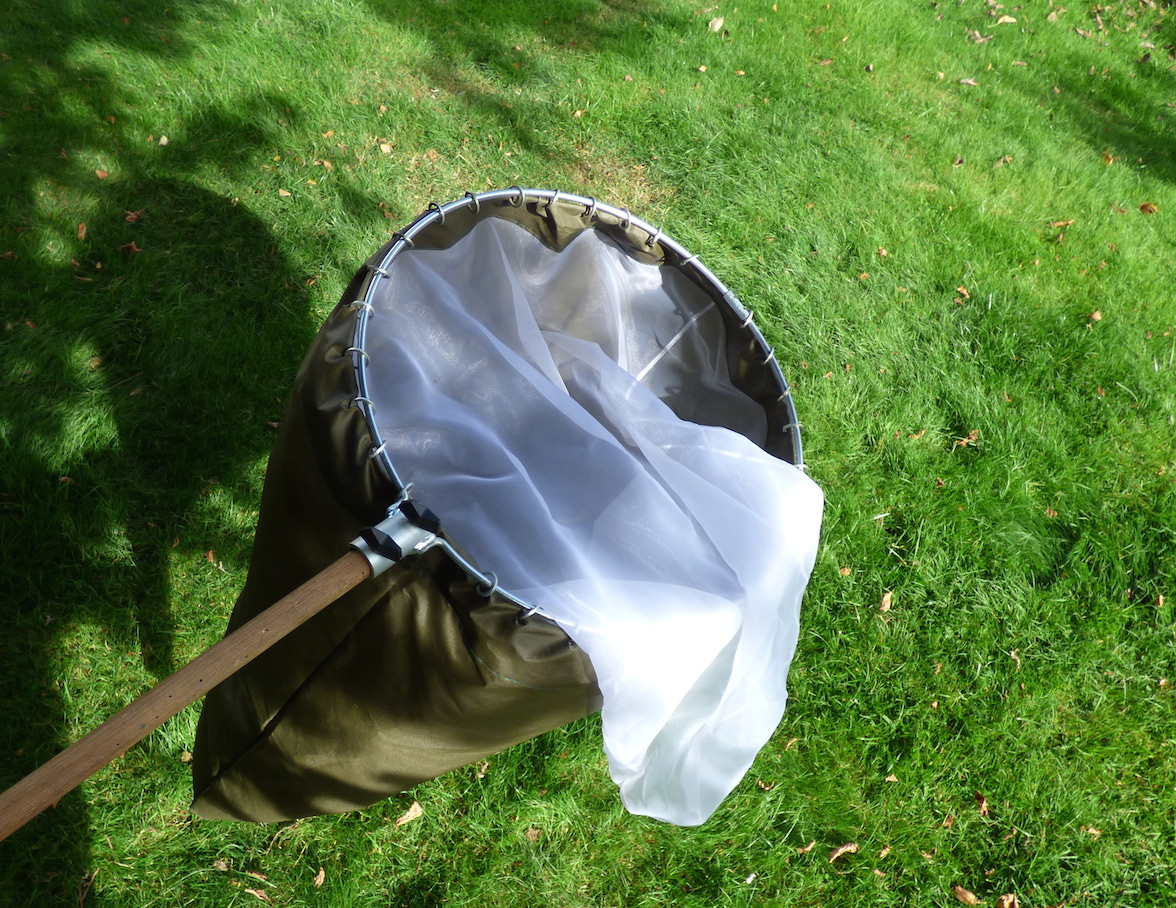 Capturer les insectes avec un filet fauchoir - Quel est cet animal