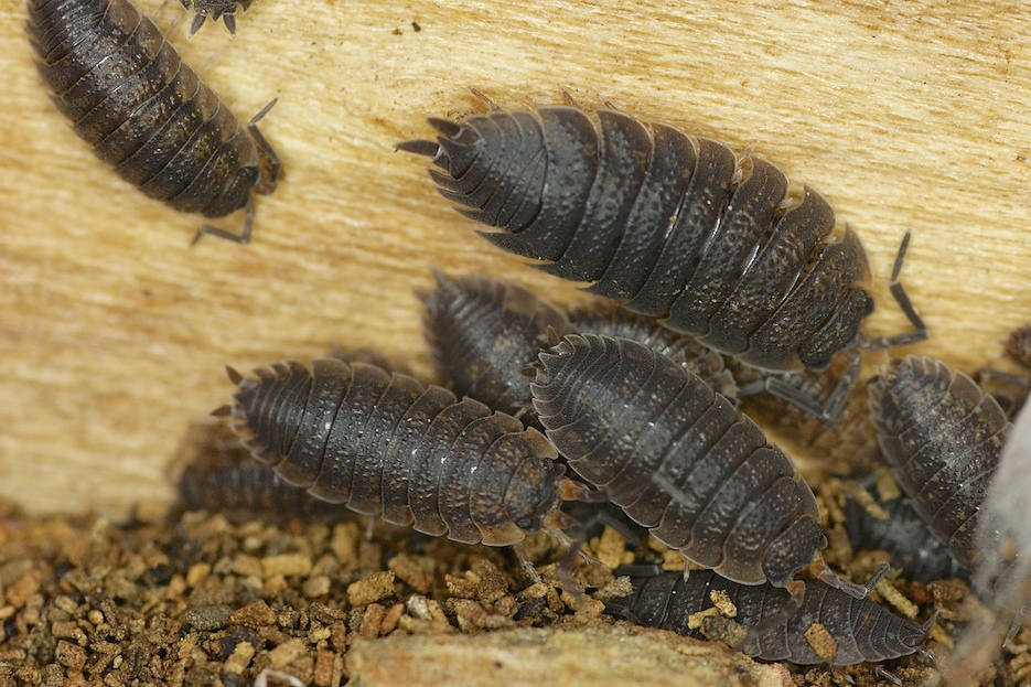 Le cloporte rugueux - Quel est cet animal