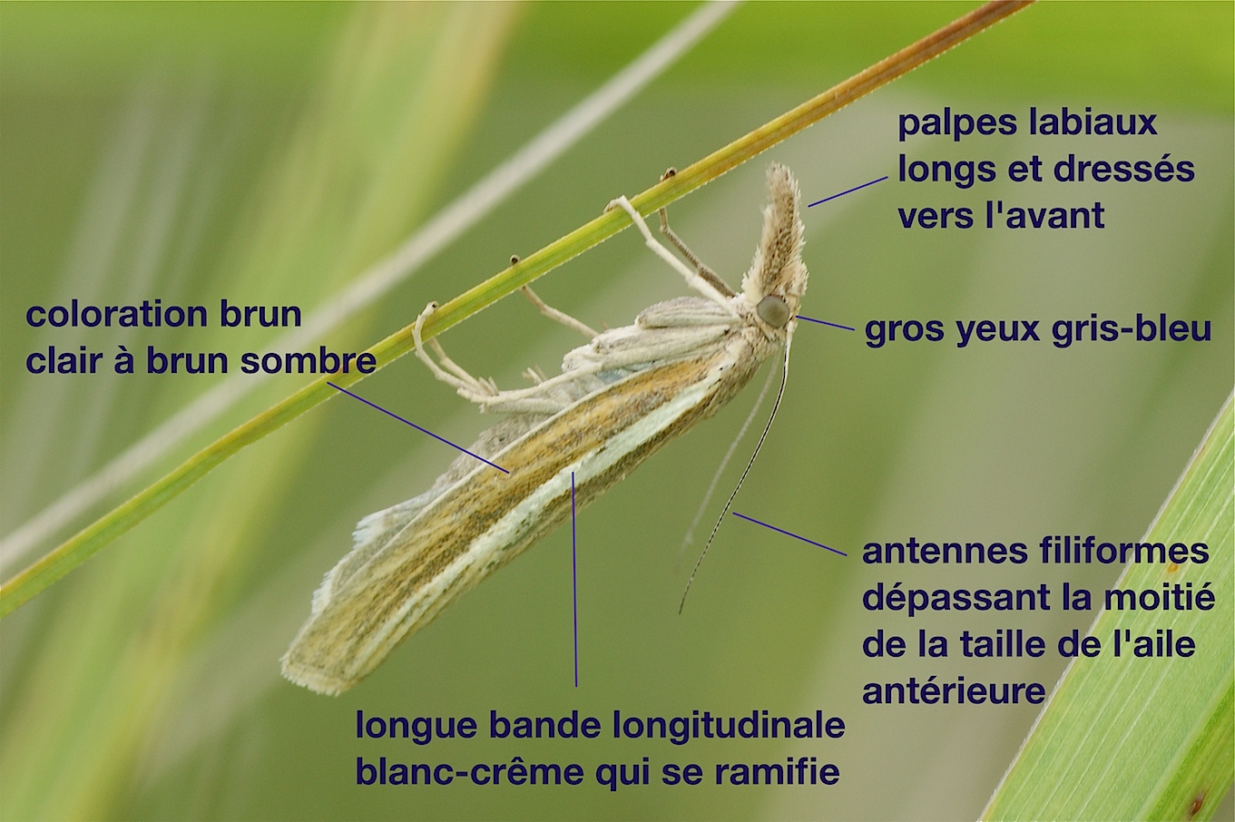 Le crambus des tiges - Quel est cet animal