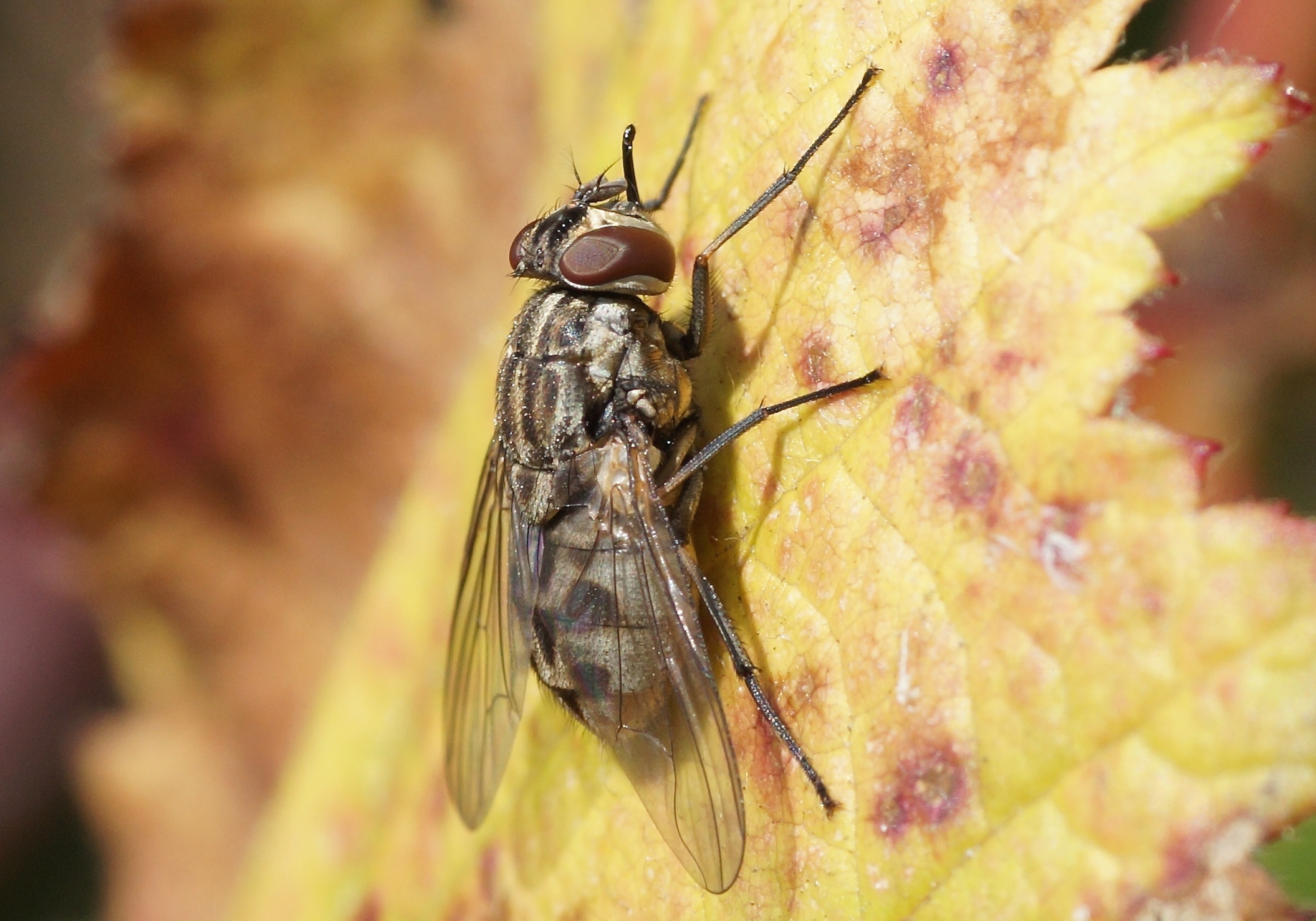 La mouche charbonneuse - Quel est cet animal