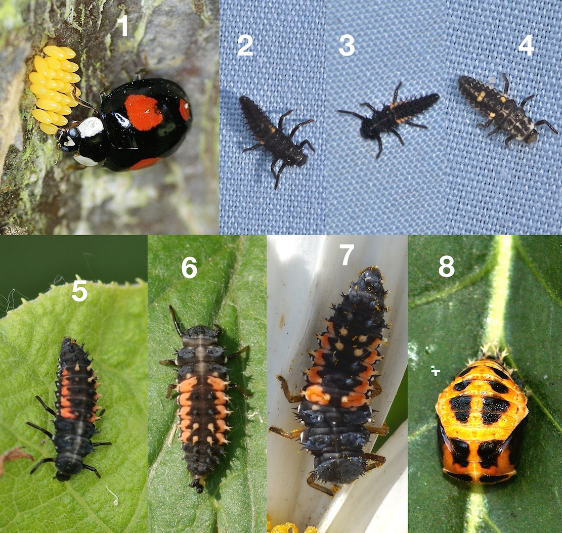 Quelle est cette coccinelle ? - Quel est cet animal