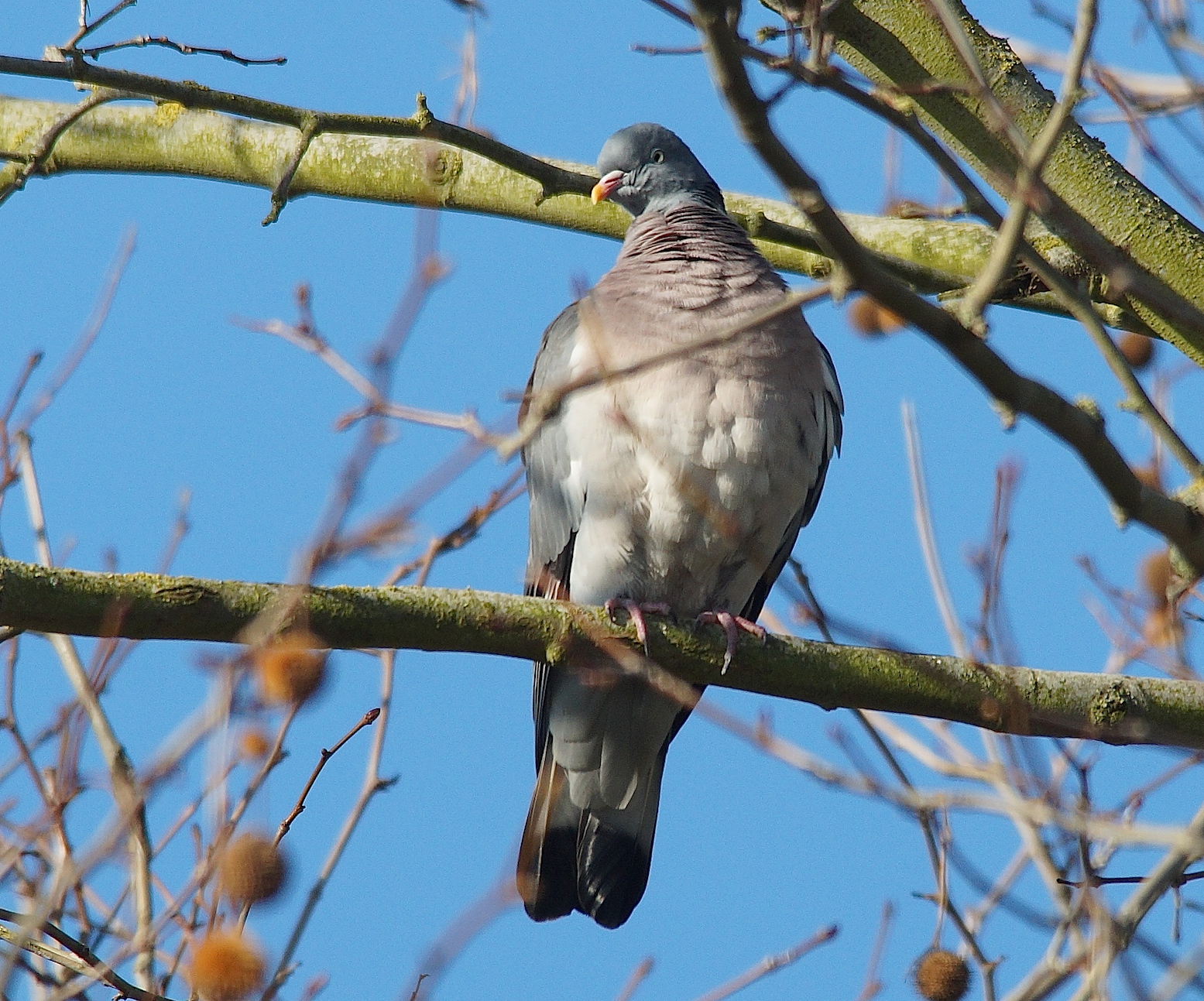 Le pigeon ramier - Quel est cet animal
