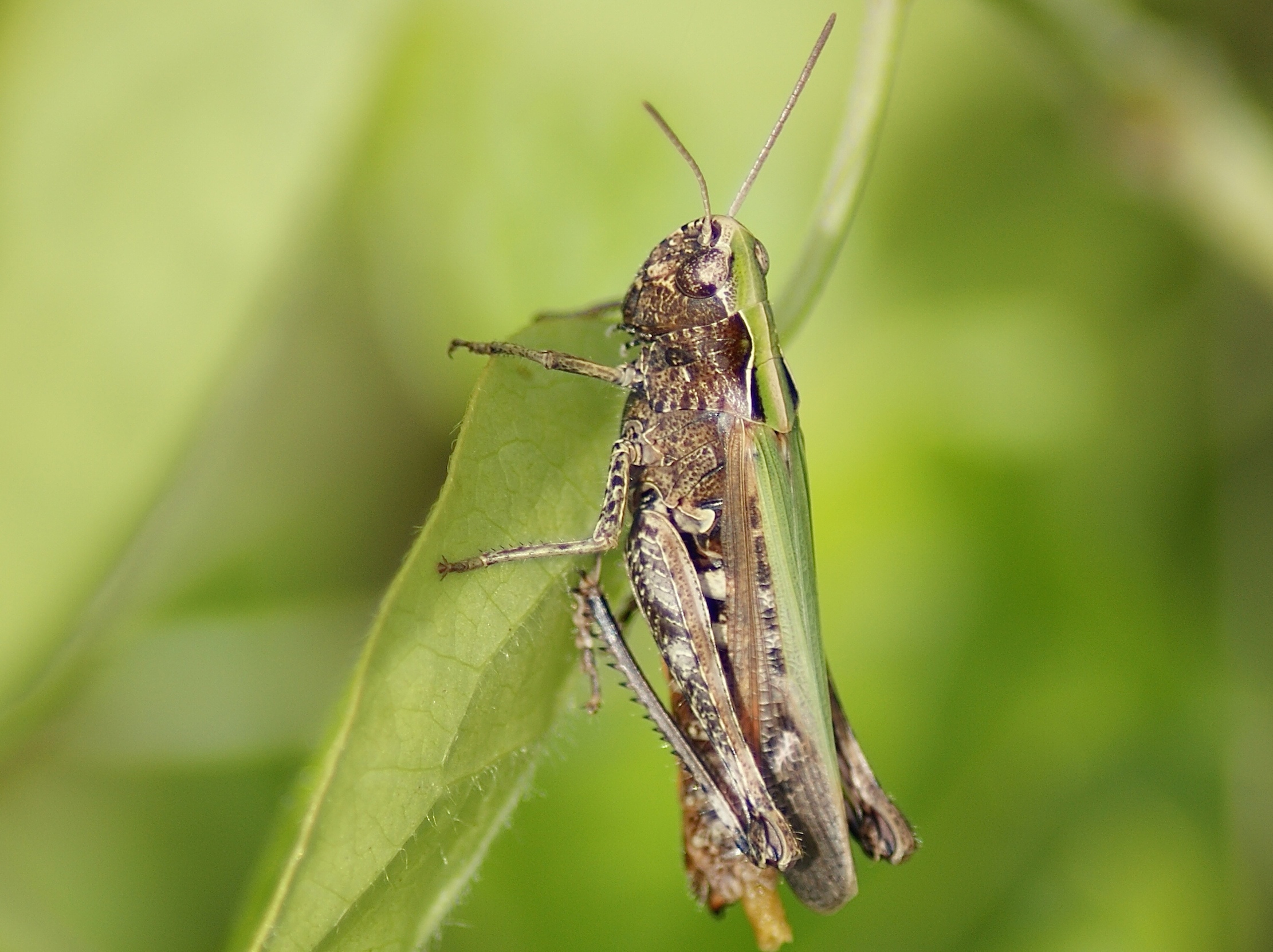 Le criquet noir ébène - Quel est cet animal