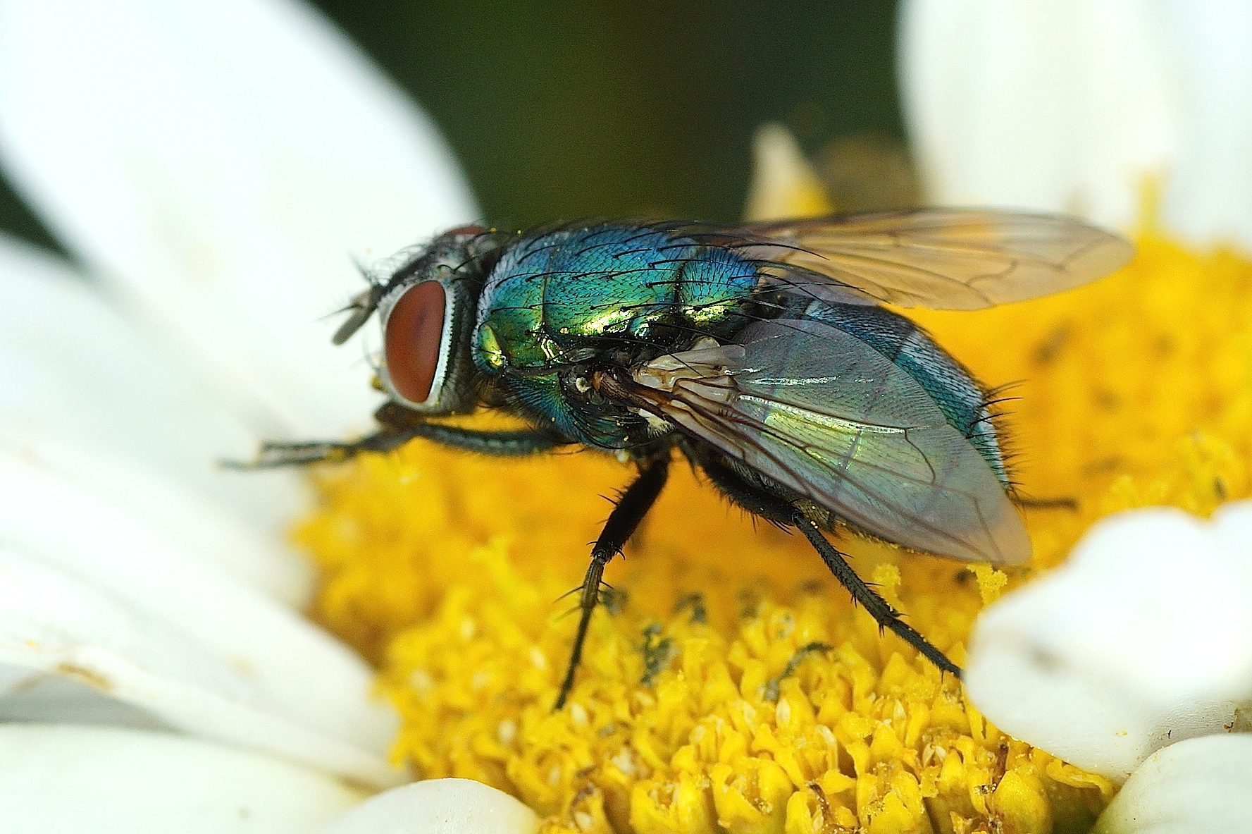 La mouche verte - Quel est cet animal