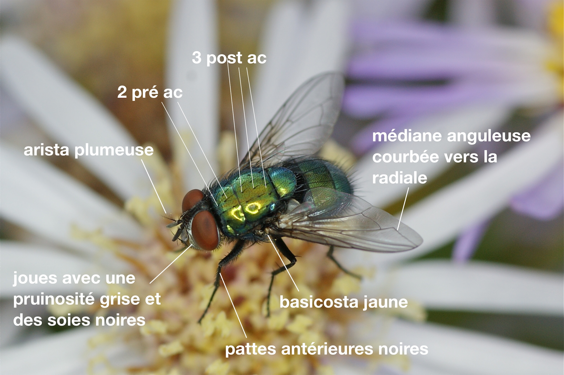 La mouche verte - Quel est cet animal