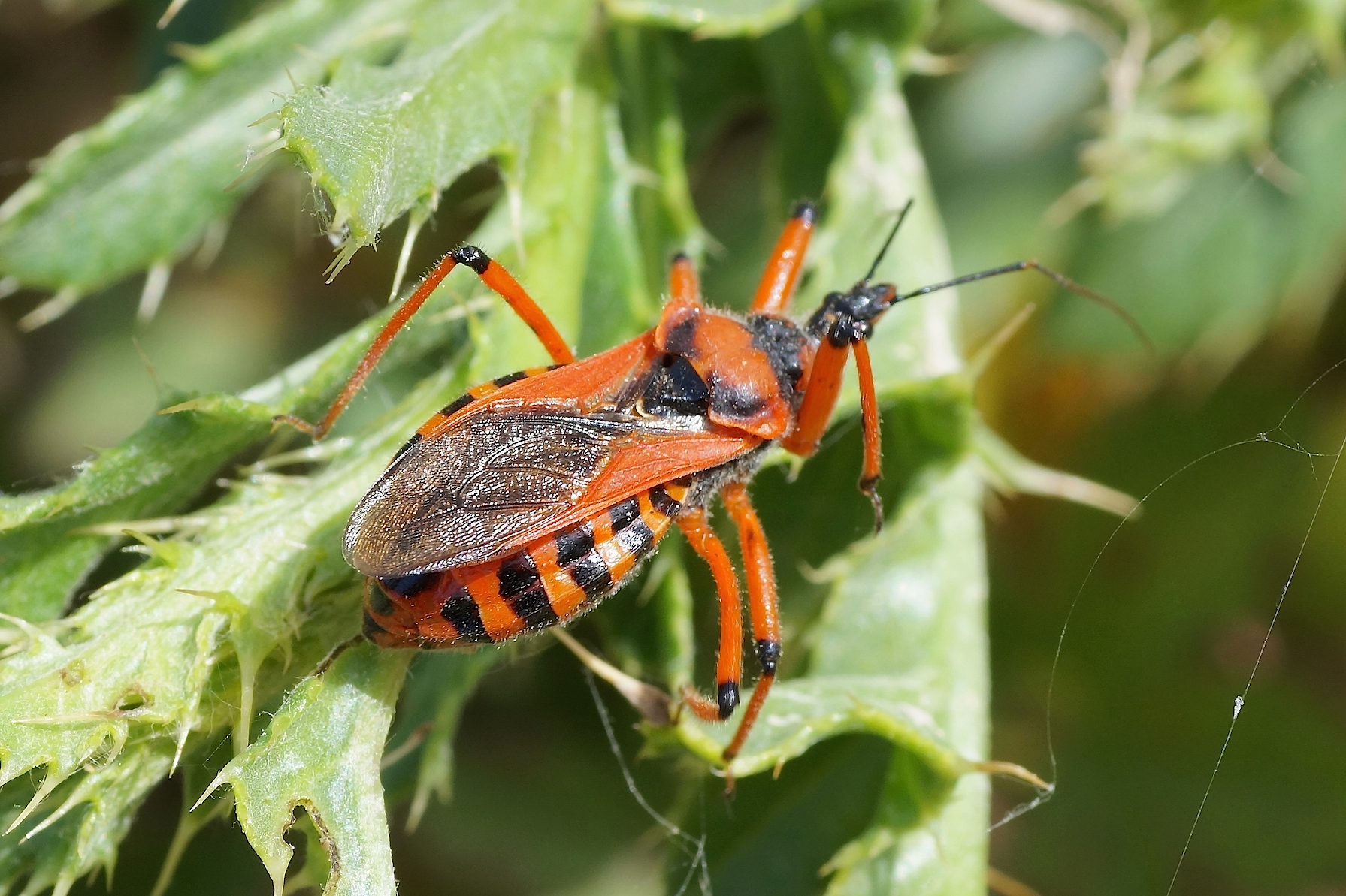 Le réduve irascible - Quel est cet animal