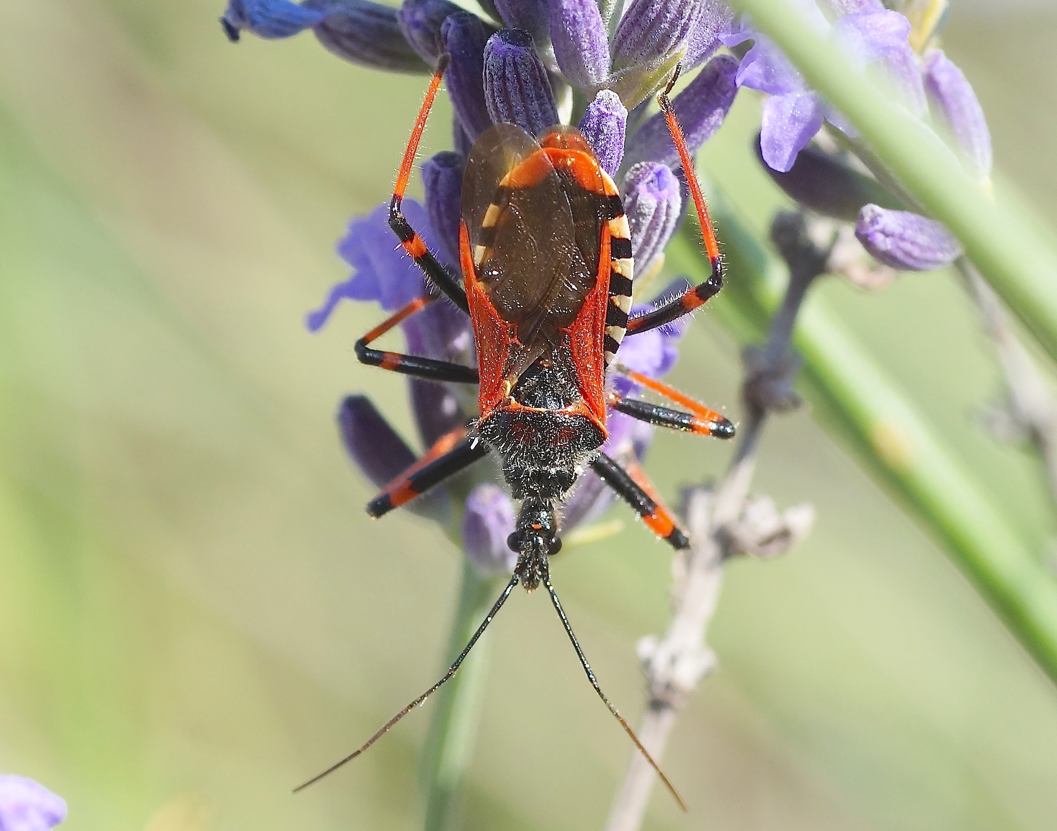 Le réduve irascible - Quel est cet animal