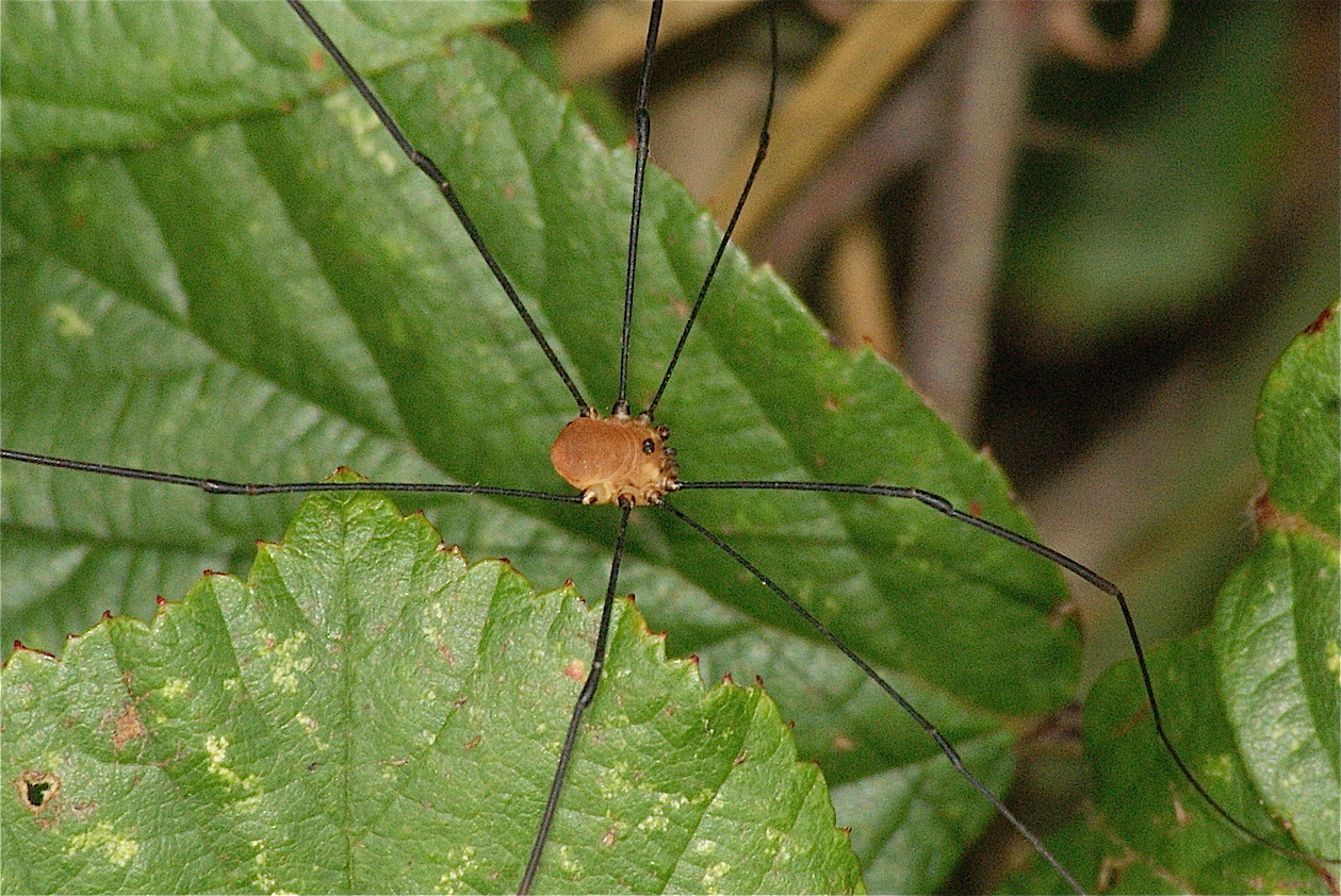 Le faucheur arrondi - Quel est cet animal